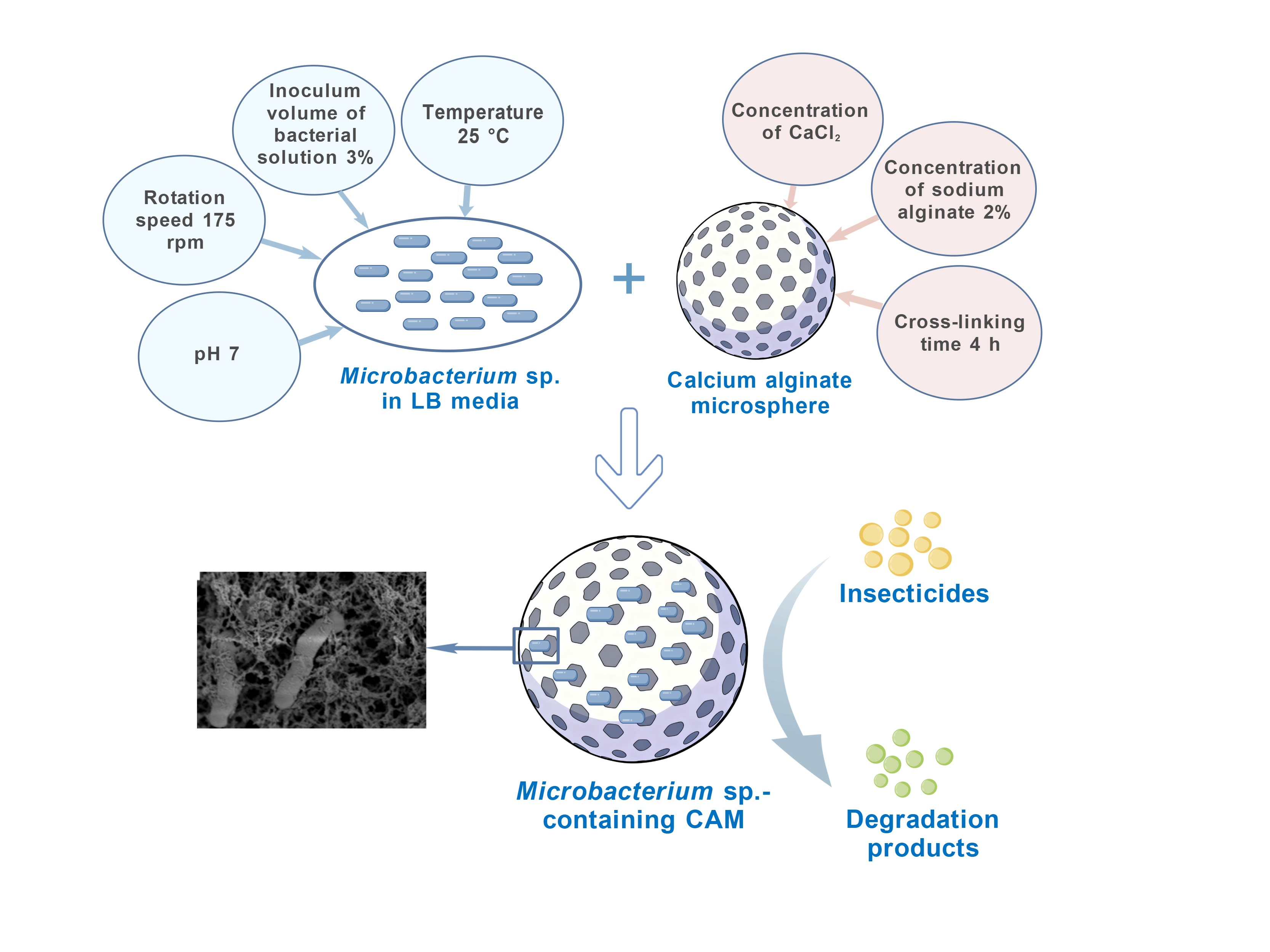 Fermentation and Immobilization of Insect-Derived Deltamethrin ...