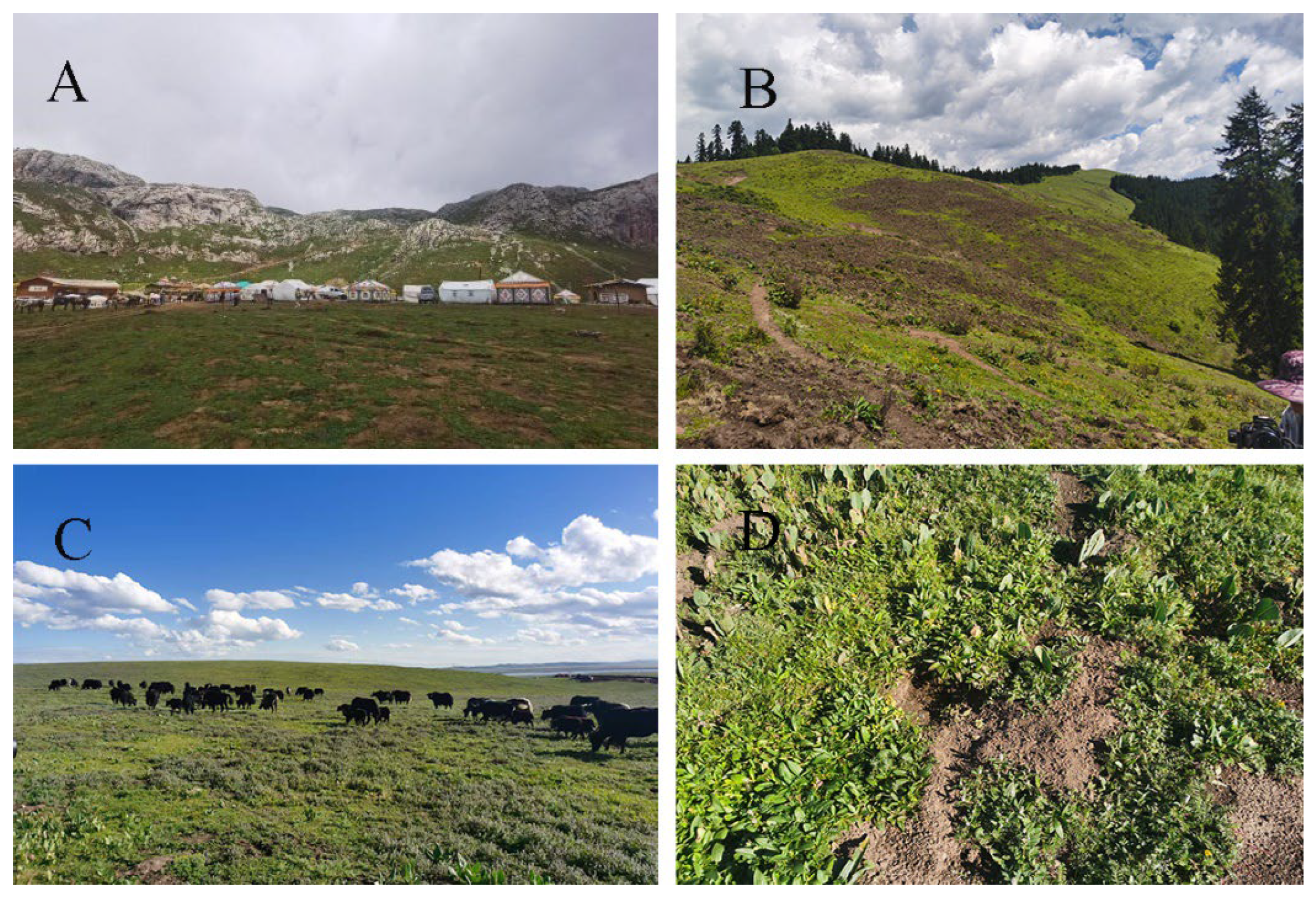 Bumblebee Diversity in Different Habitat Types and Along an Altitudinal ...