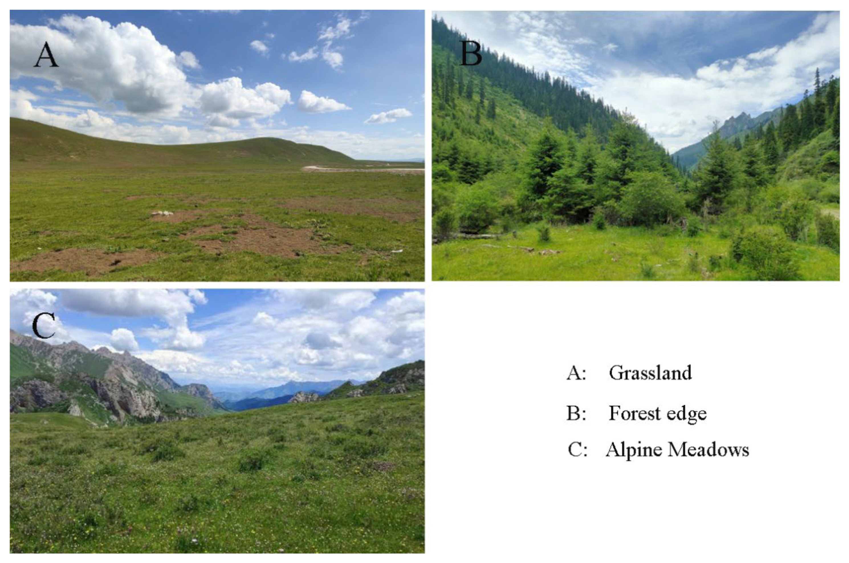 Bumblebee Diversity in Different Habitat Types and Along an Altitudinal ...