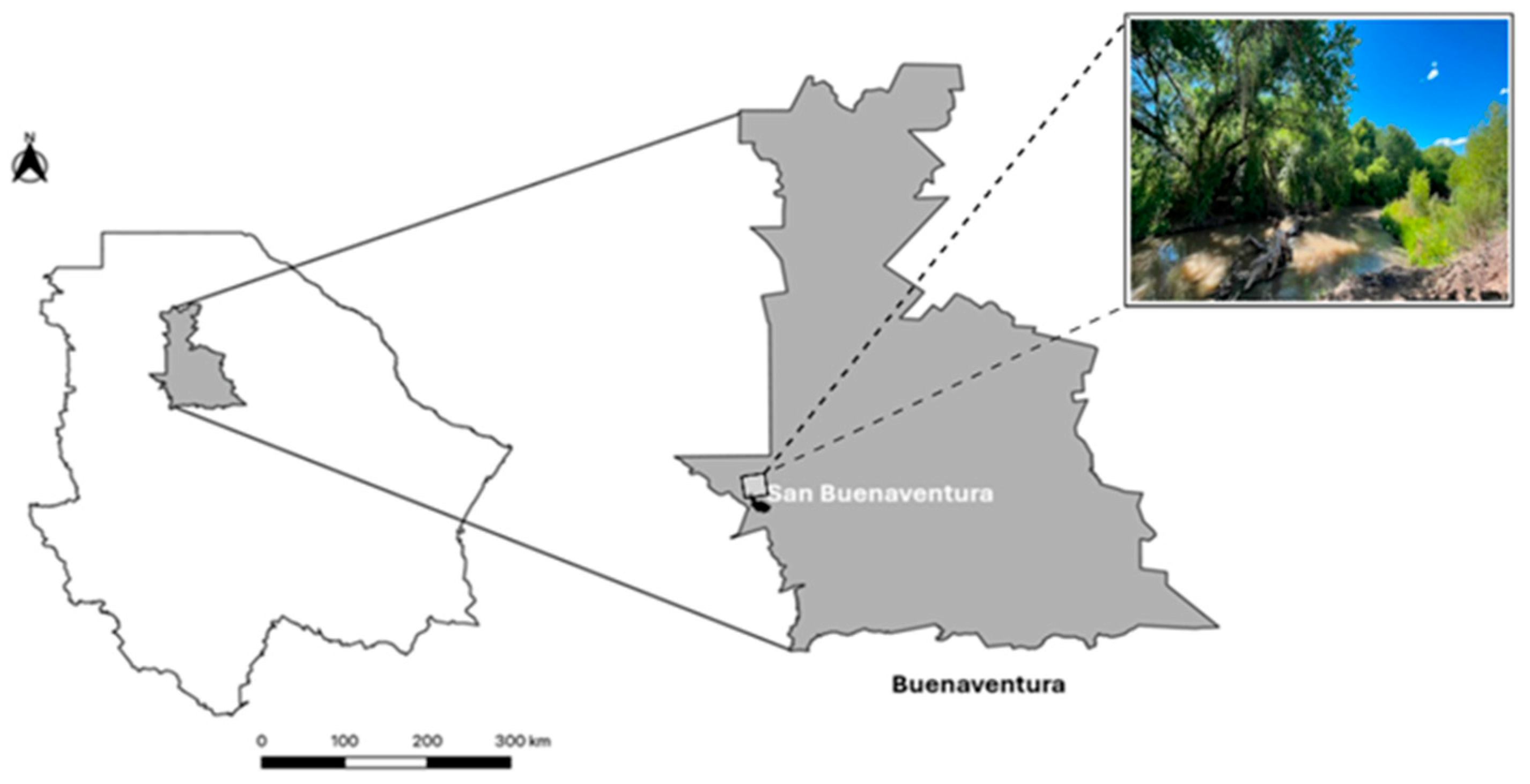 Characterization of the Bacteriome of Culicoides reevesi from Chihuahua ...