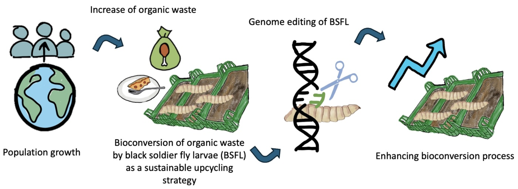 Genomic Insights and Bioconversion Potential in the Black Soldier Fly ...