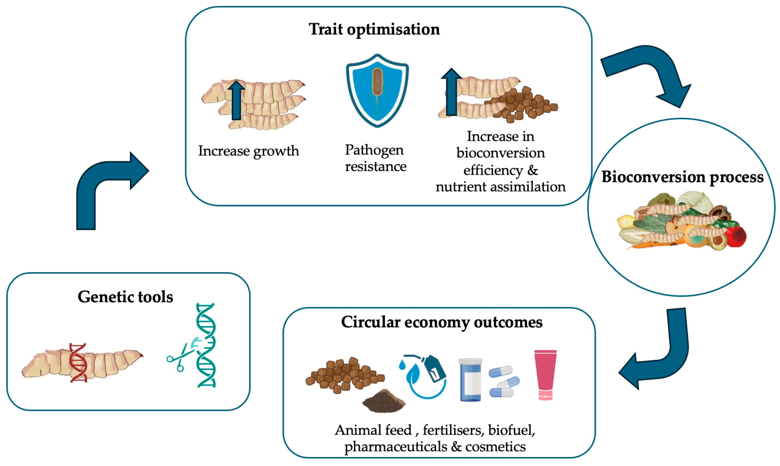 Genomic Insights and Bioconversion Potential in the Black Soldier Fly ...