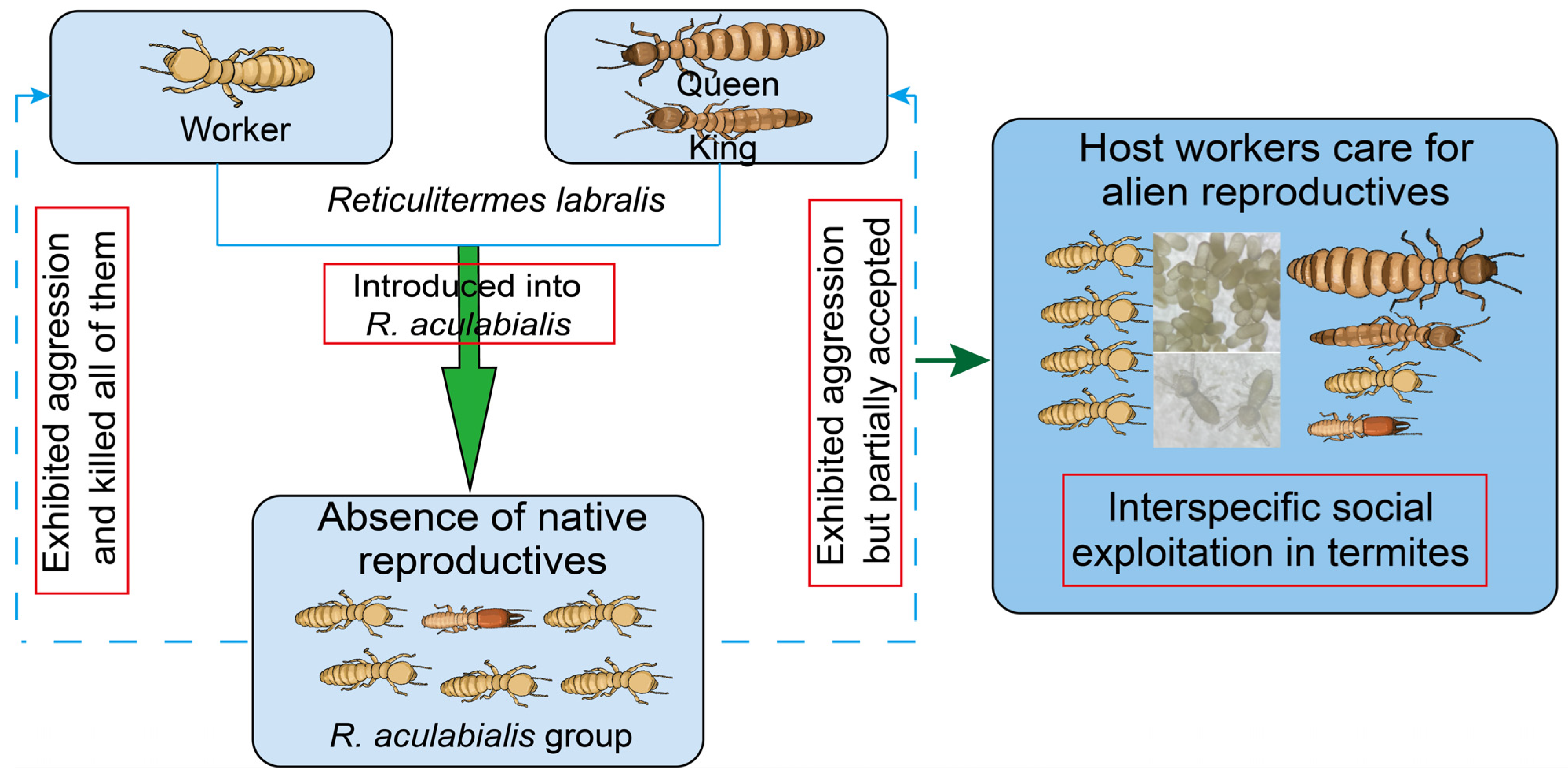 Caste-Dependent Interspecific Tolerance Permits Alien Reproductives to ...