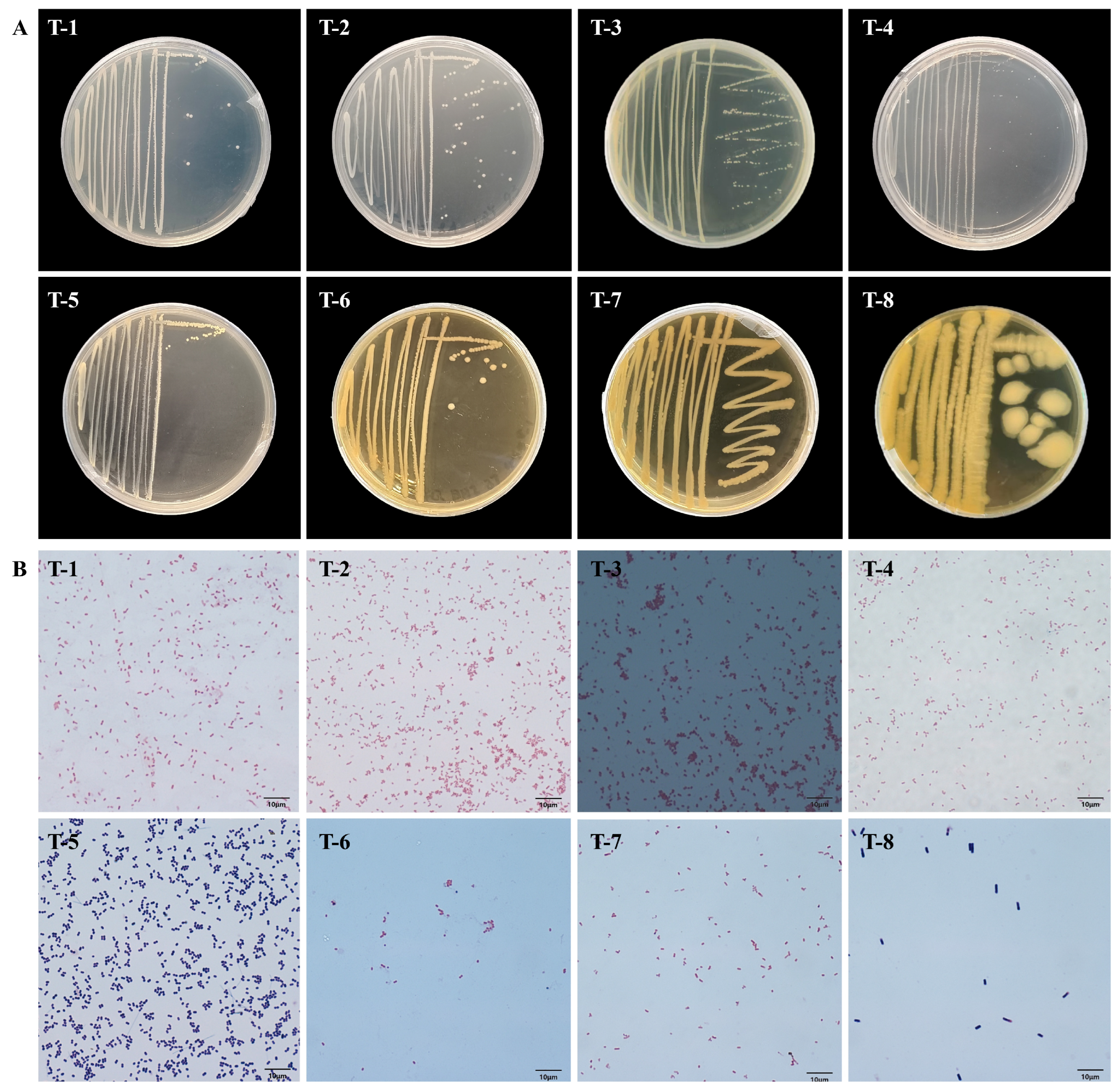 Multi-Condition Cultivation Reveals the Host Plant-Dependent Gut ...