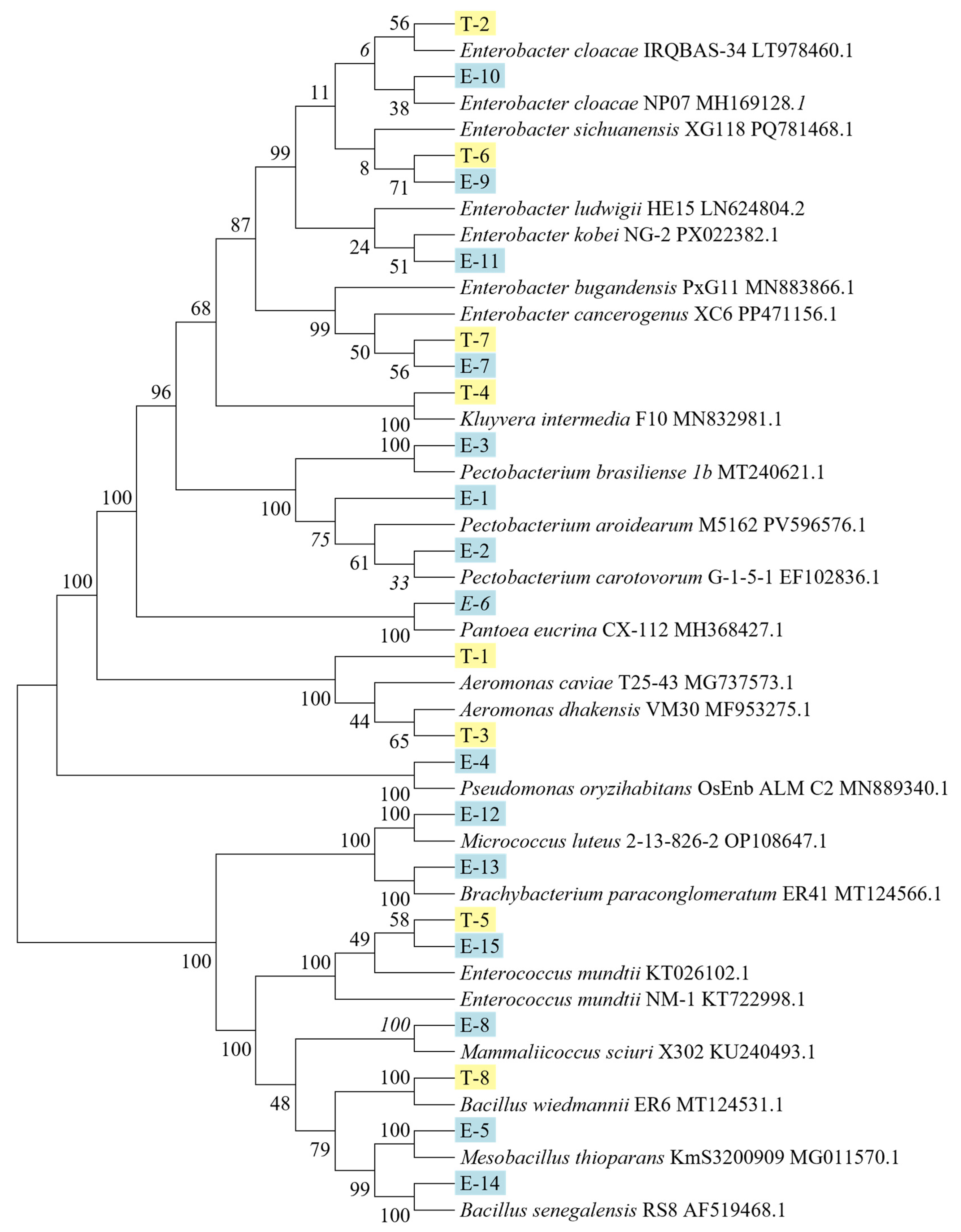 Multi-Condition Cultivation Reveals the Host Plant-Dependent Gut ...