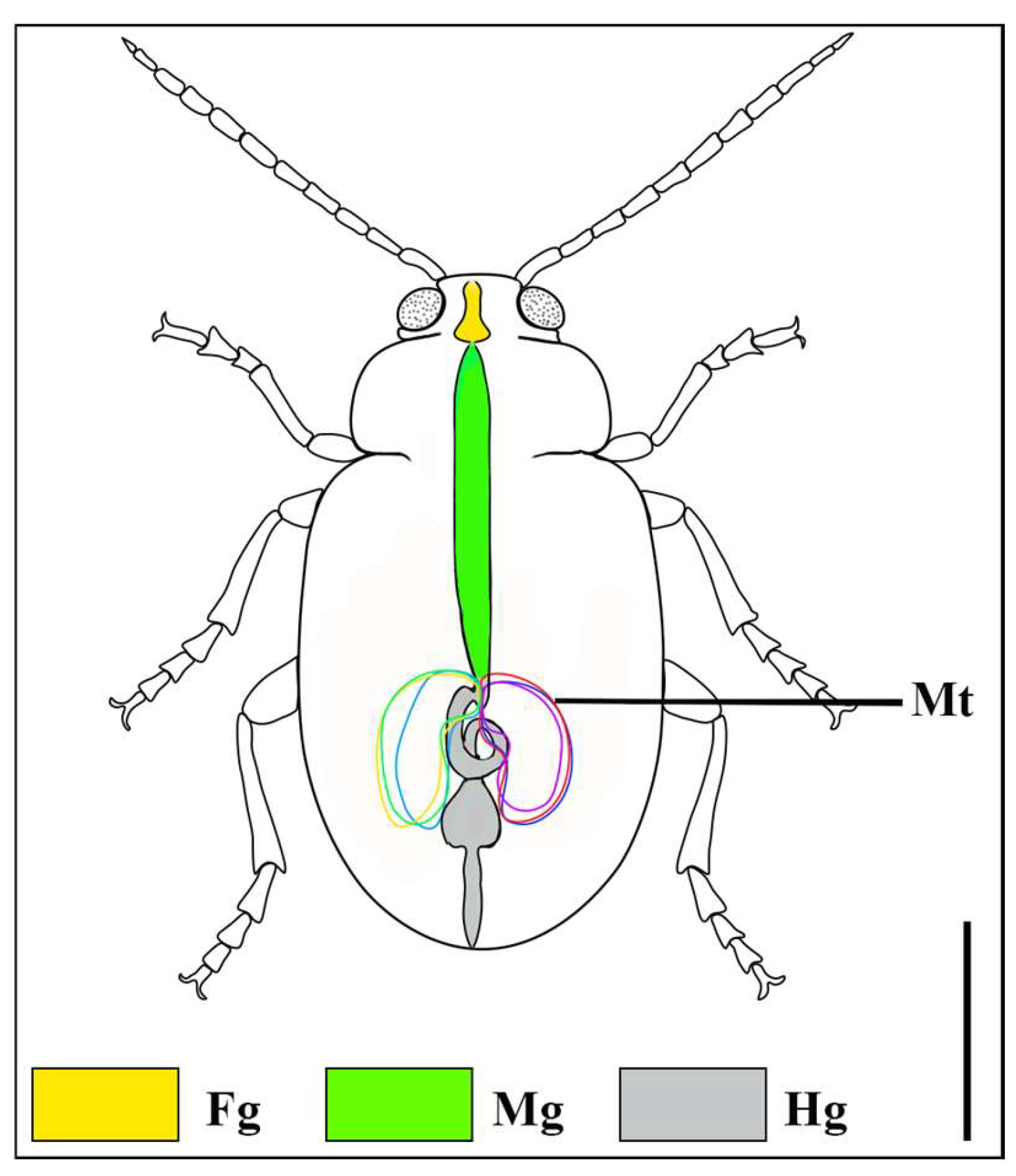 Morphological Description and Physiological Changes in the Hindgut of ...