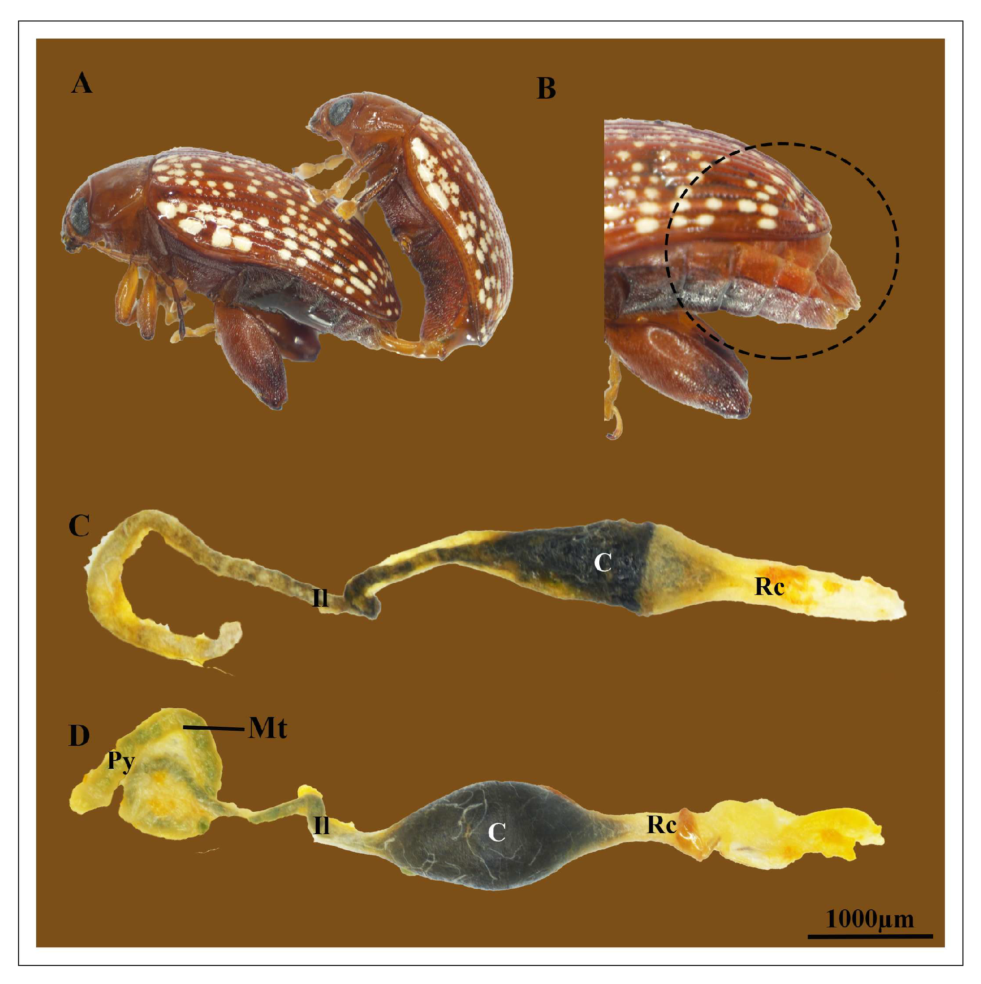 Morphological Description and Physiological Changes in the Hindgut of ...