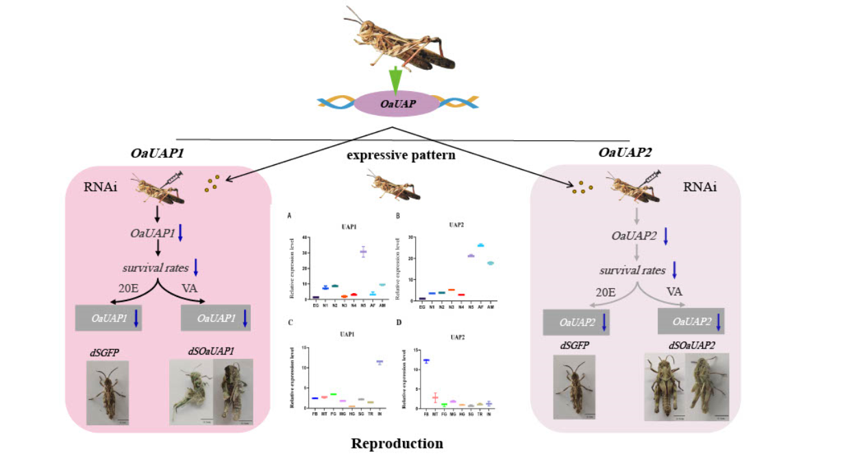 Distinct Roles of Two UDP-N-Acetylglucosamine Pyrophosphorylase Genes ...