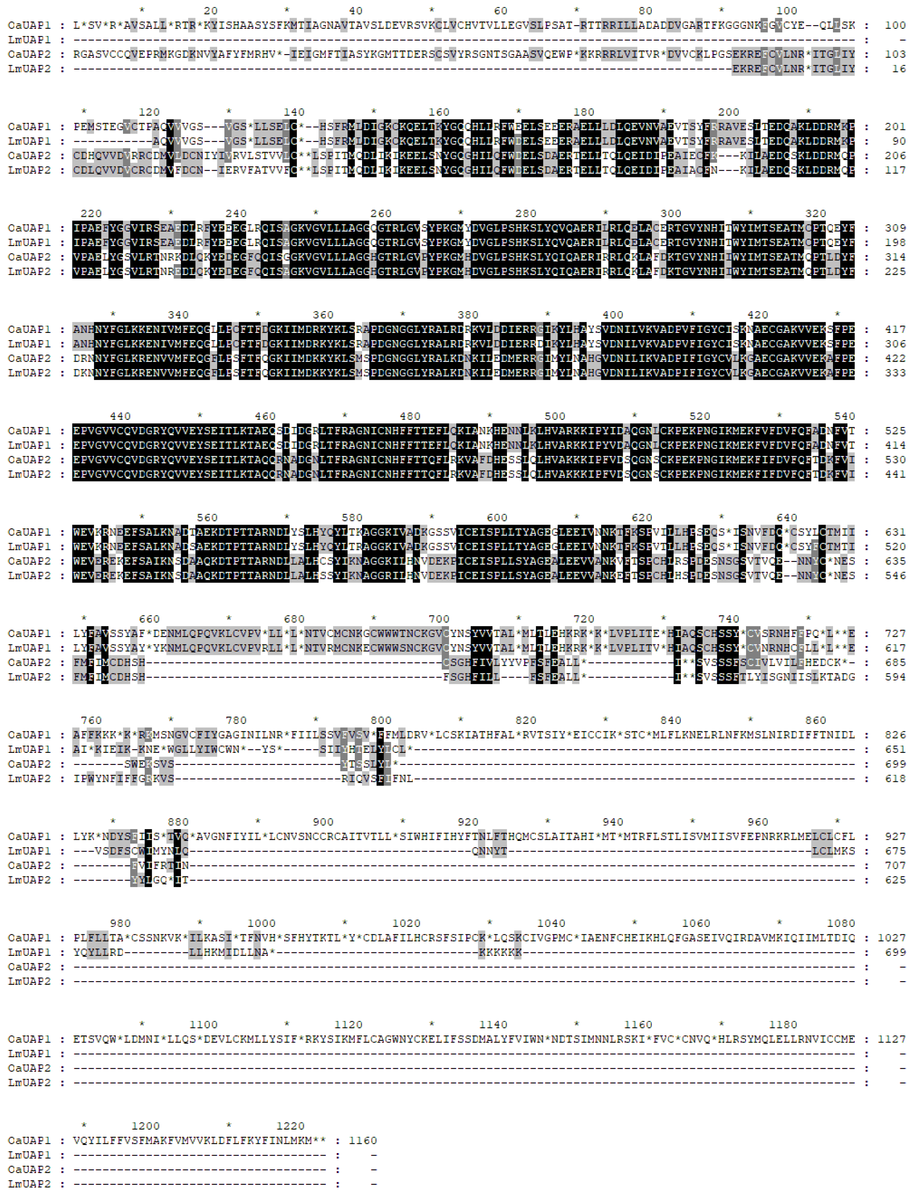 Distinct Roles of Two UDP-N-Acetylglucosamine Pyrophosphorylase Genes ...