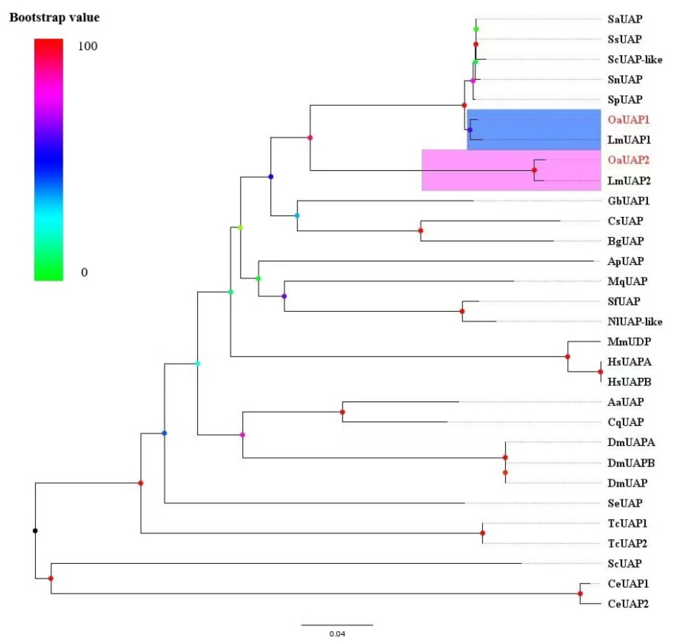 Distinct Roles of Two UDP-N-Acetylglucosamine Pyrophosphorylase Genes ...