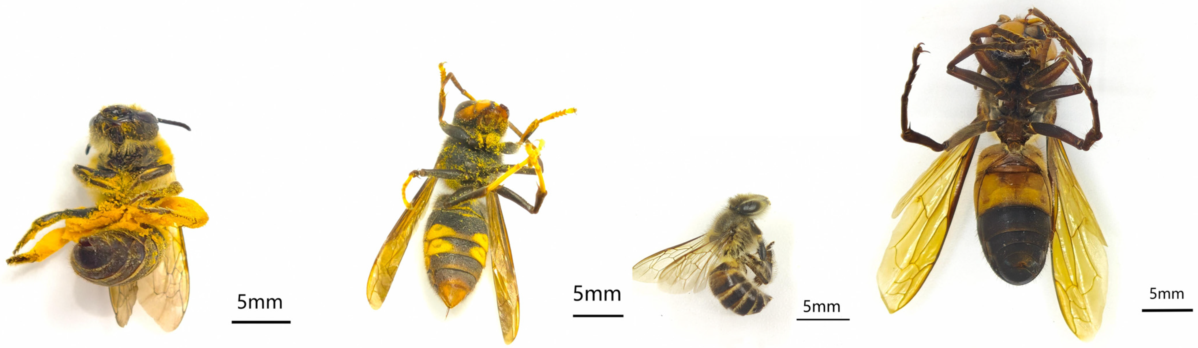 Comparison of the Pollen Deposition and Carrying Efficiency of Four ...
