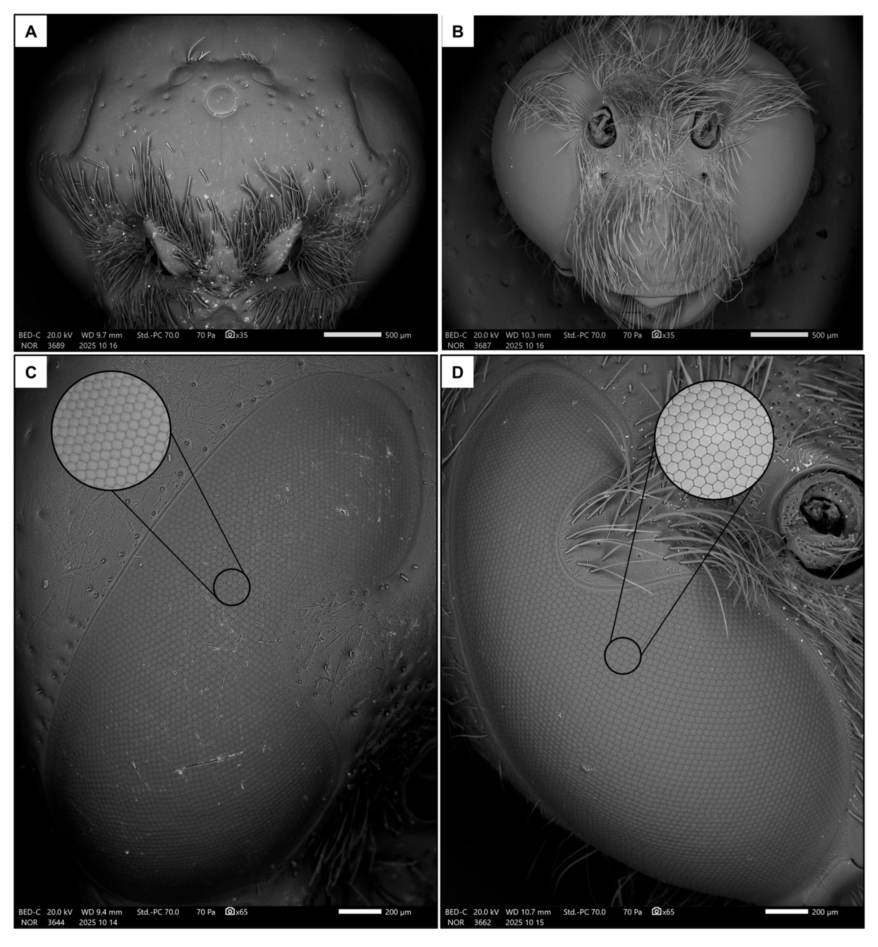 Different Senses for Different Roles: Sexual Dimorphism in the Sensory ...