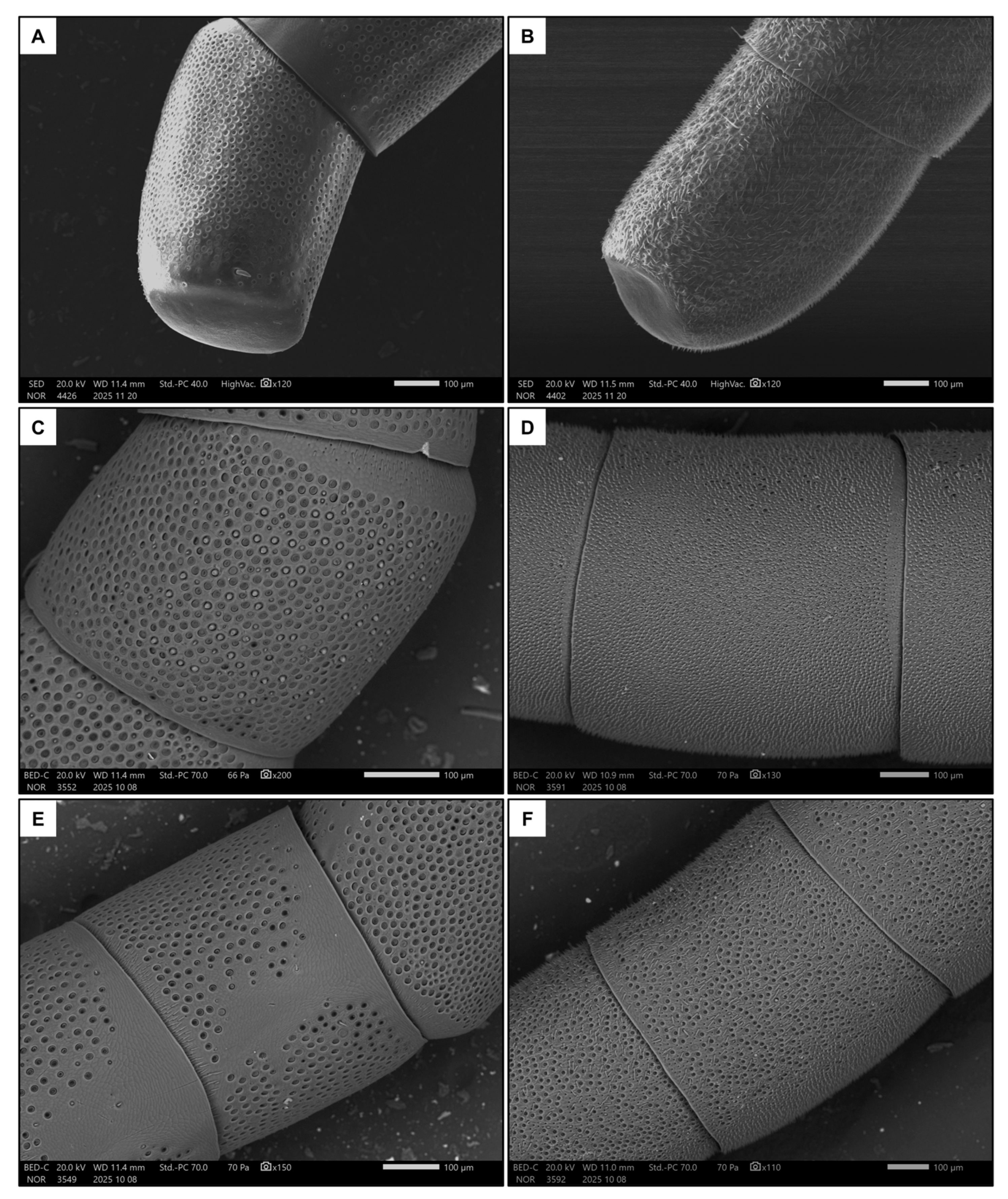 Different Senses for Different Roles: Sexual Dimorphism in the Sensory ...