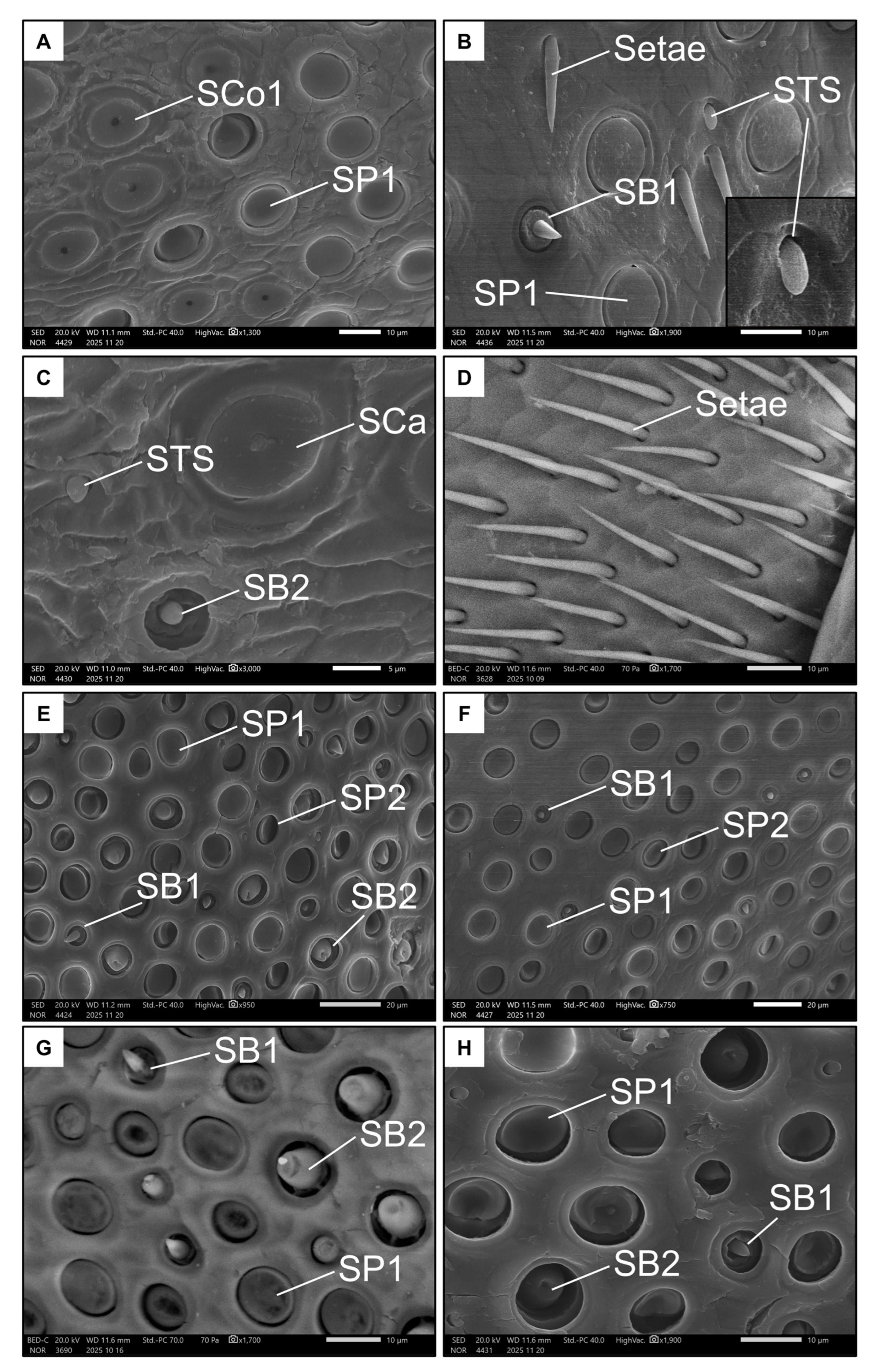 Different Senses for Different Roles: Sexual Dimorphism in the Sensory ...