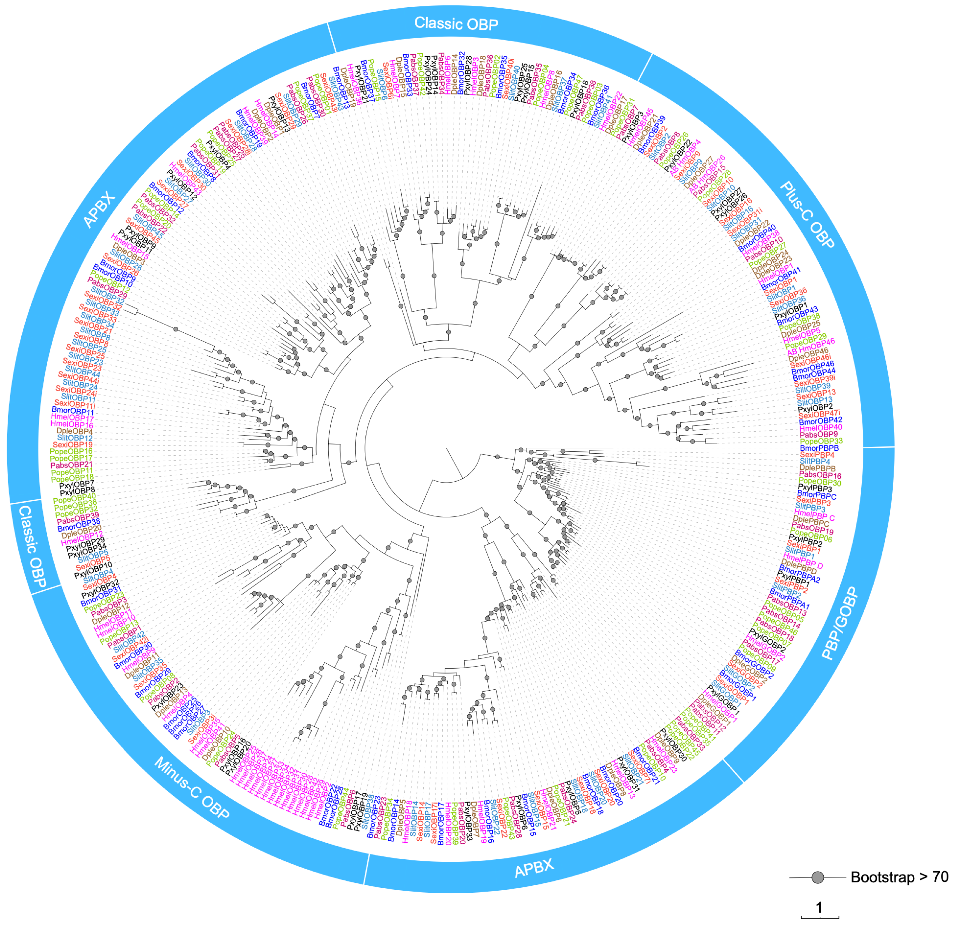 Genome-Wide Identification and Comparative Characterization of ...