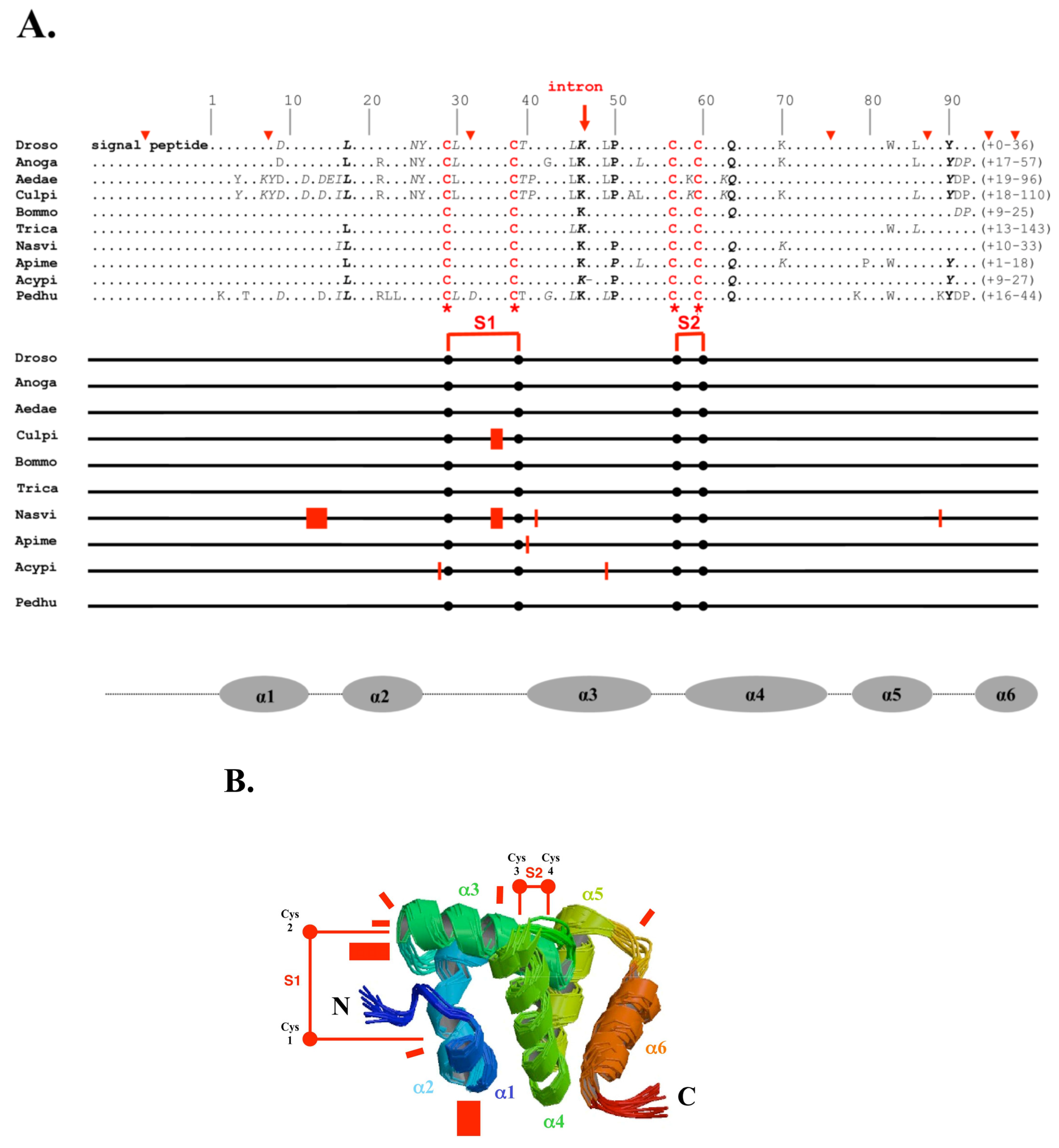 Renaming the ‘OS-D/CSP’ Family (Part 1): ‘4-Cysteine Soluble Proteins ...
