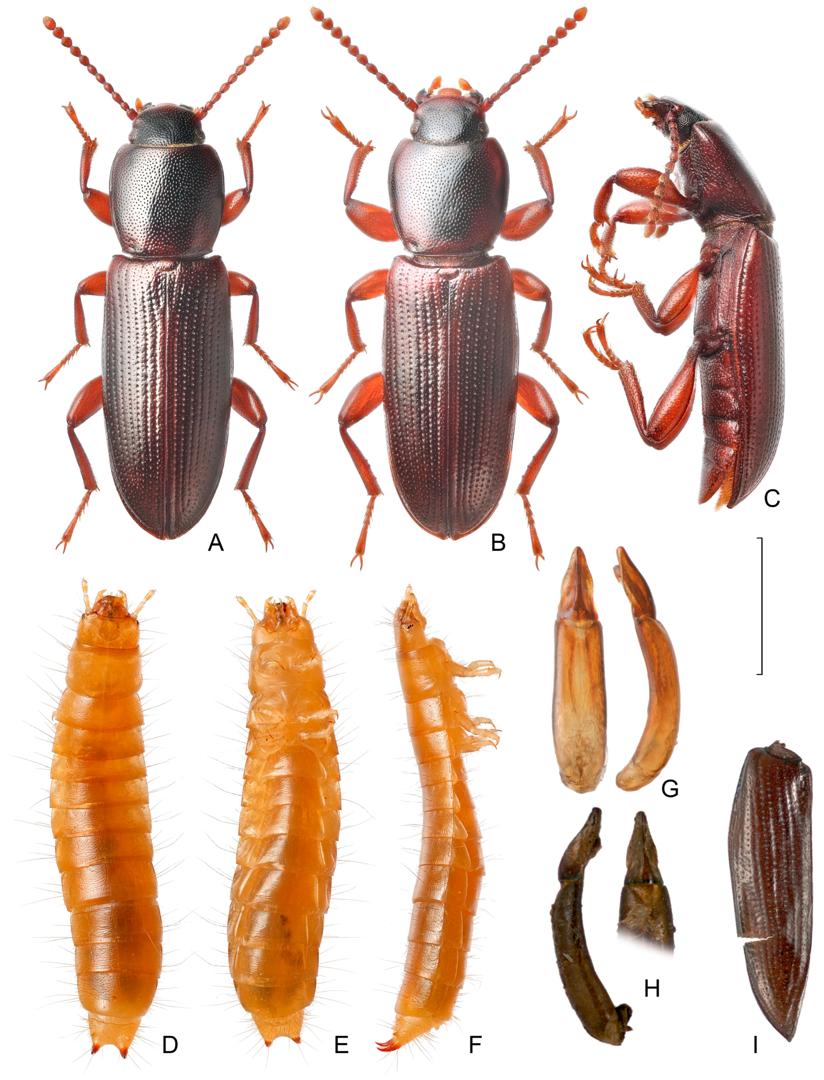 Did Cold Resistance Influence the Success of the Halobiont Darkling ...