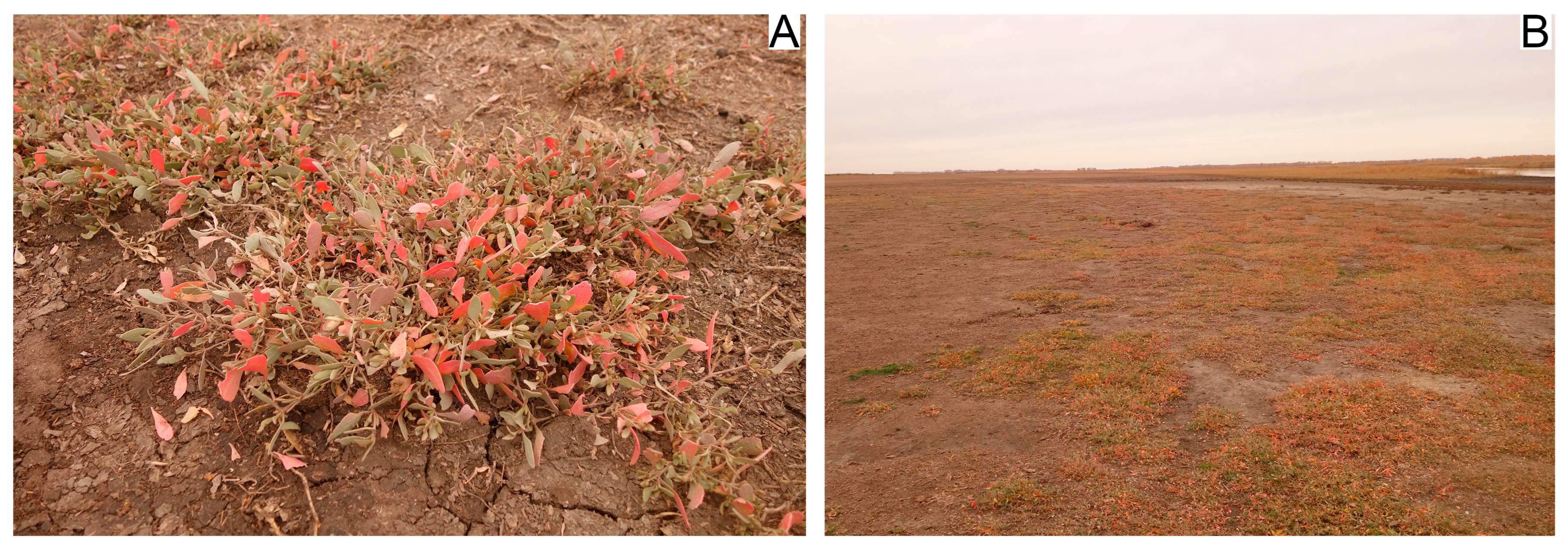 Did Cold Resistance Influence the Success of the Halobiont Darkling ...