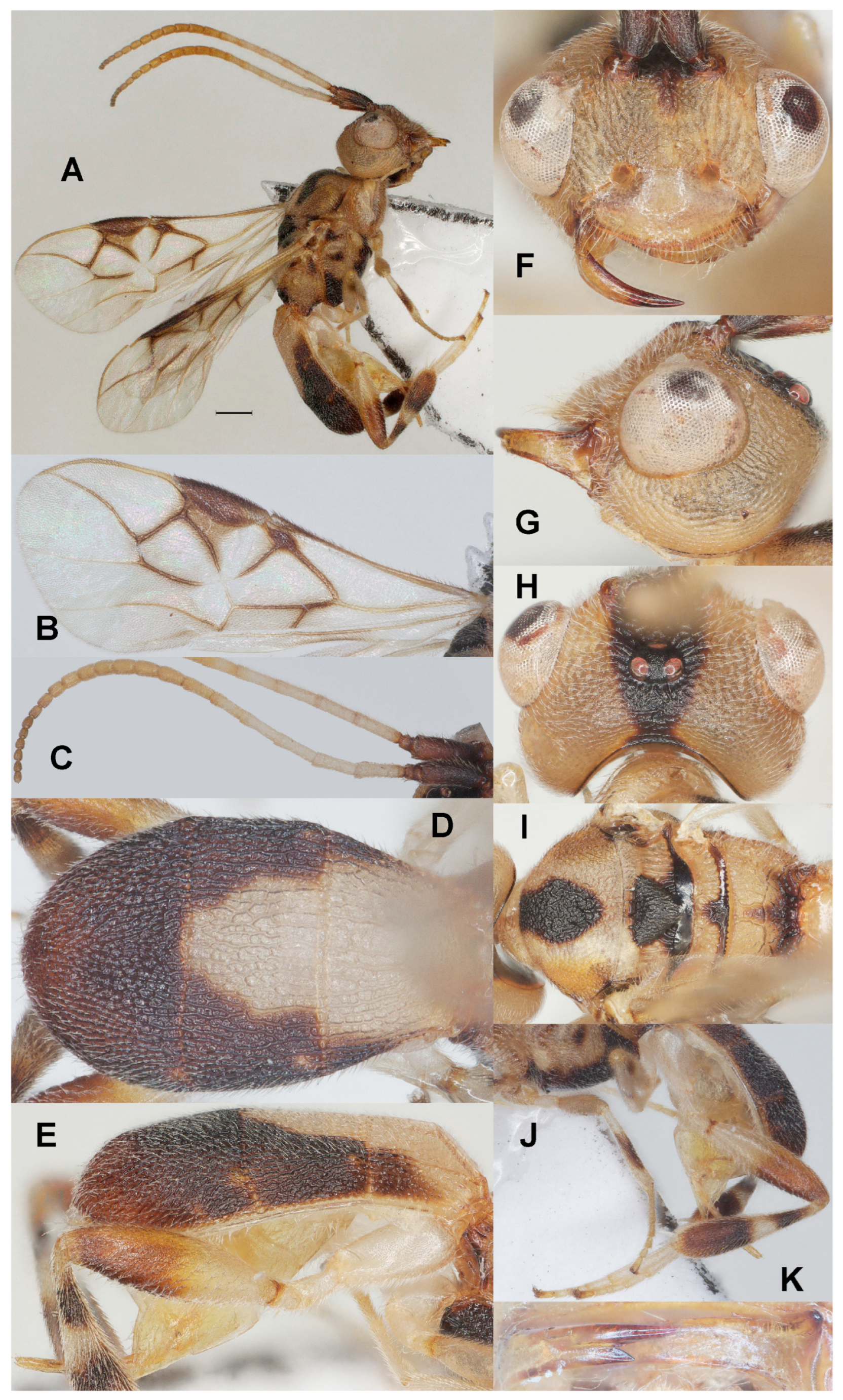 DNA Barcodes and Morphology Reveal Five New Species of Phanerotoma ...