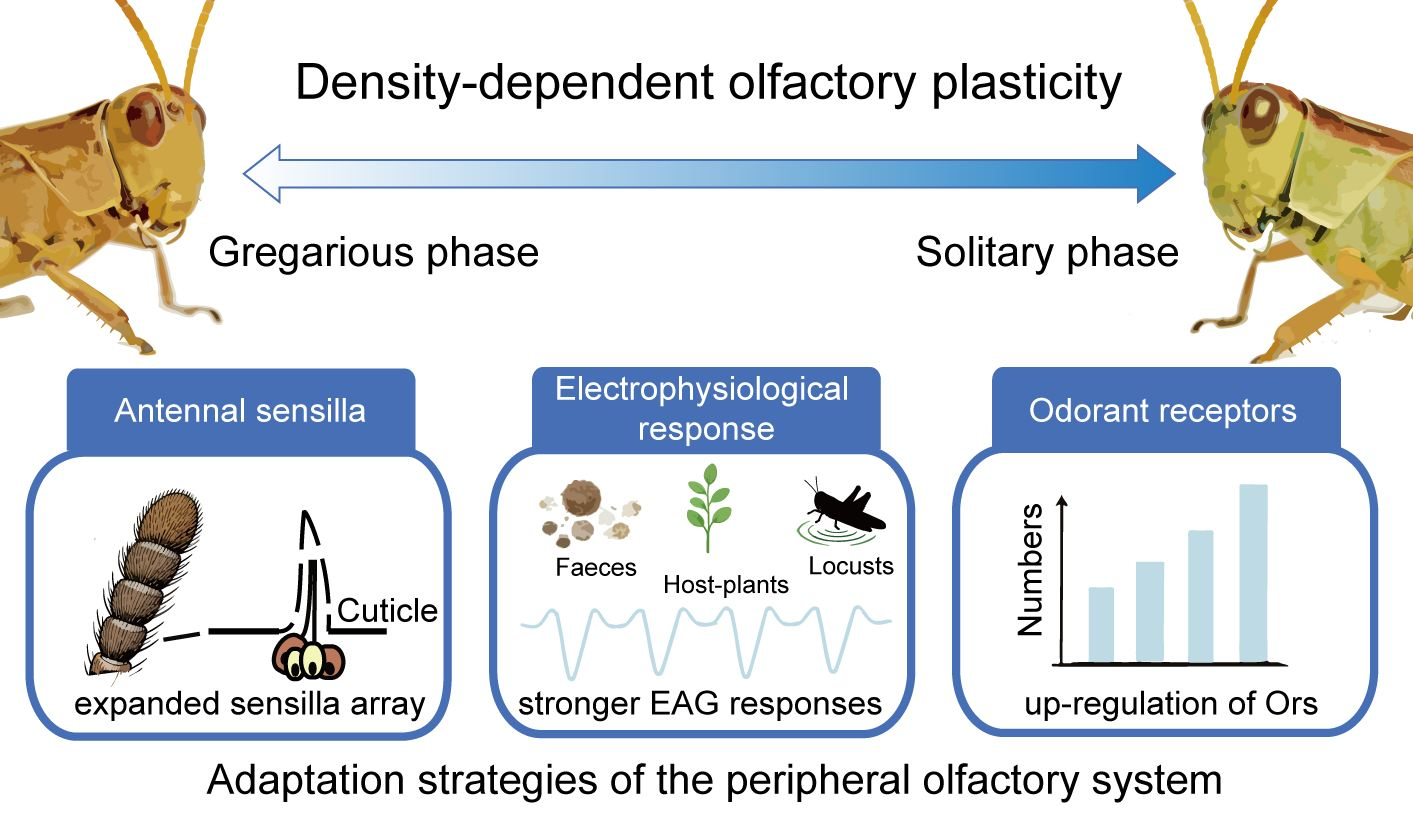 Olfactory Susceptive Difference in Gregarious and Solitary Locusts
