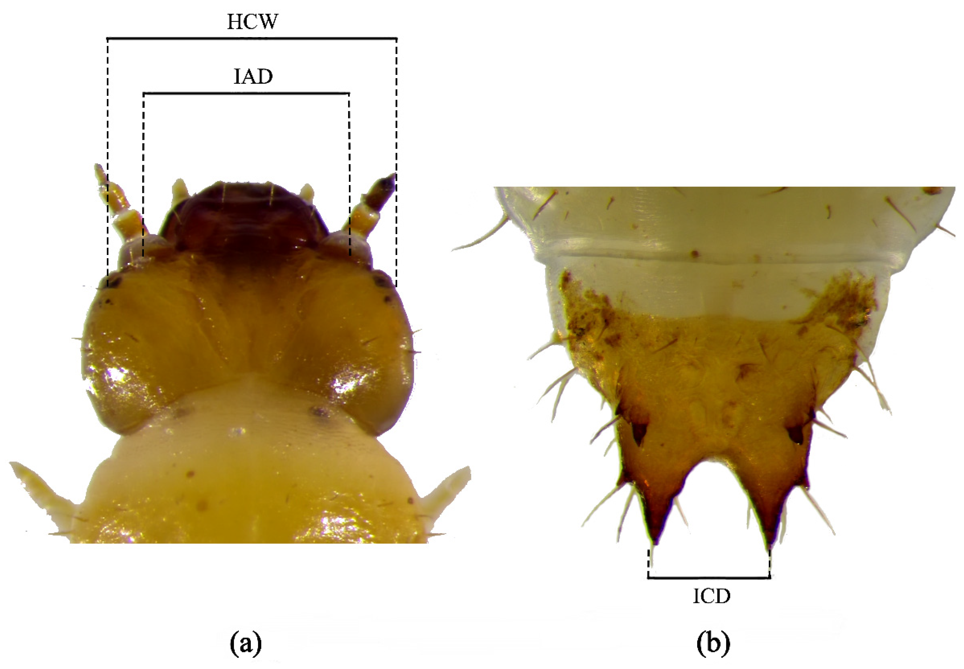 Determination of the Morphometric Characteristics of Larval Instars in ...