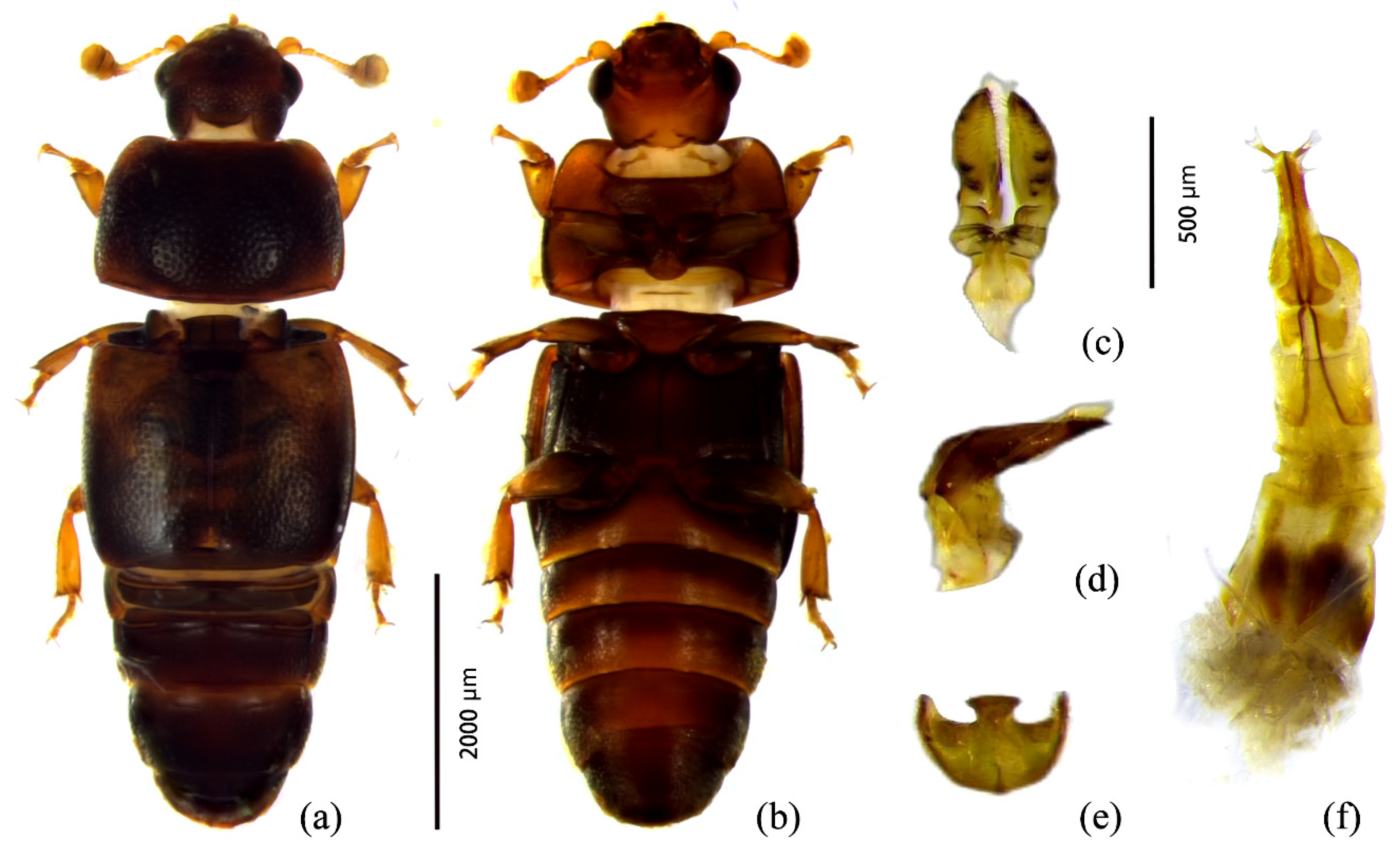 Determination of the Morphometric Characteristics of Larval Instars in ...