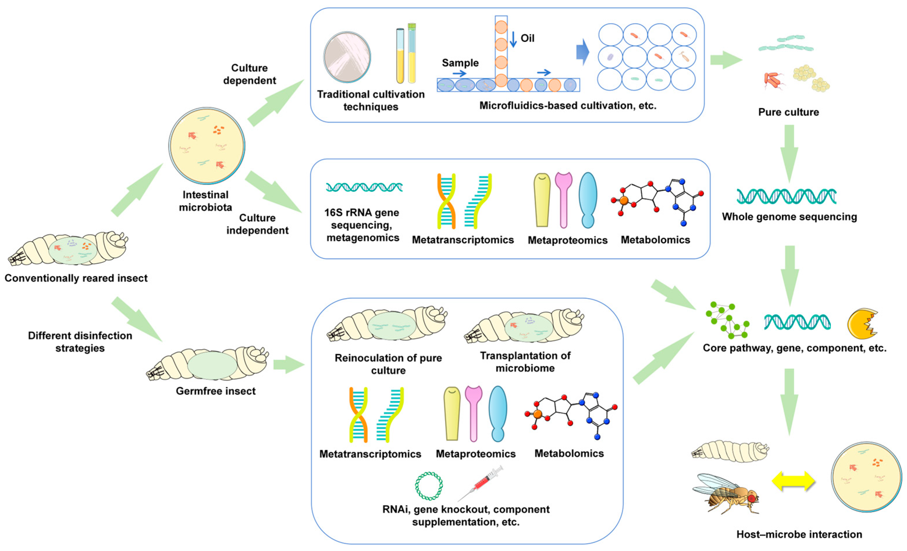 Insect Gut Microbiota—Research Strategies and Perspectives