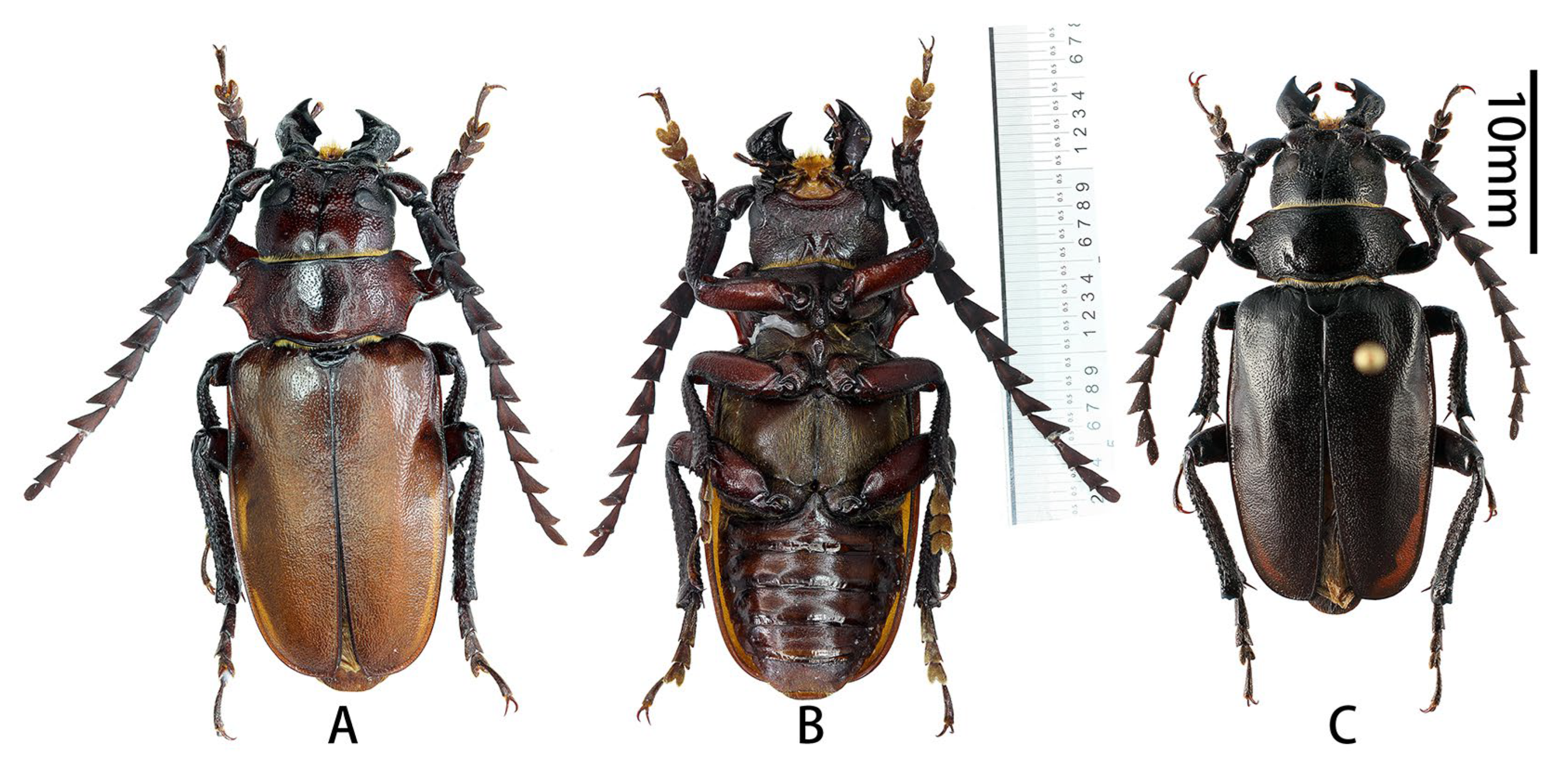 A Revision of the Prionus gahani Species Group (Coleoptera ...
