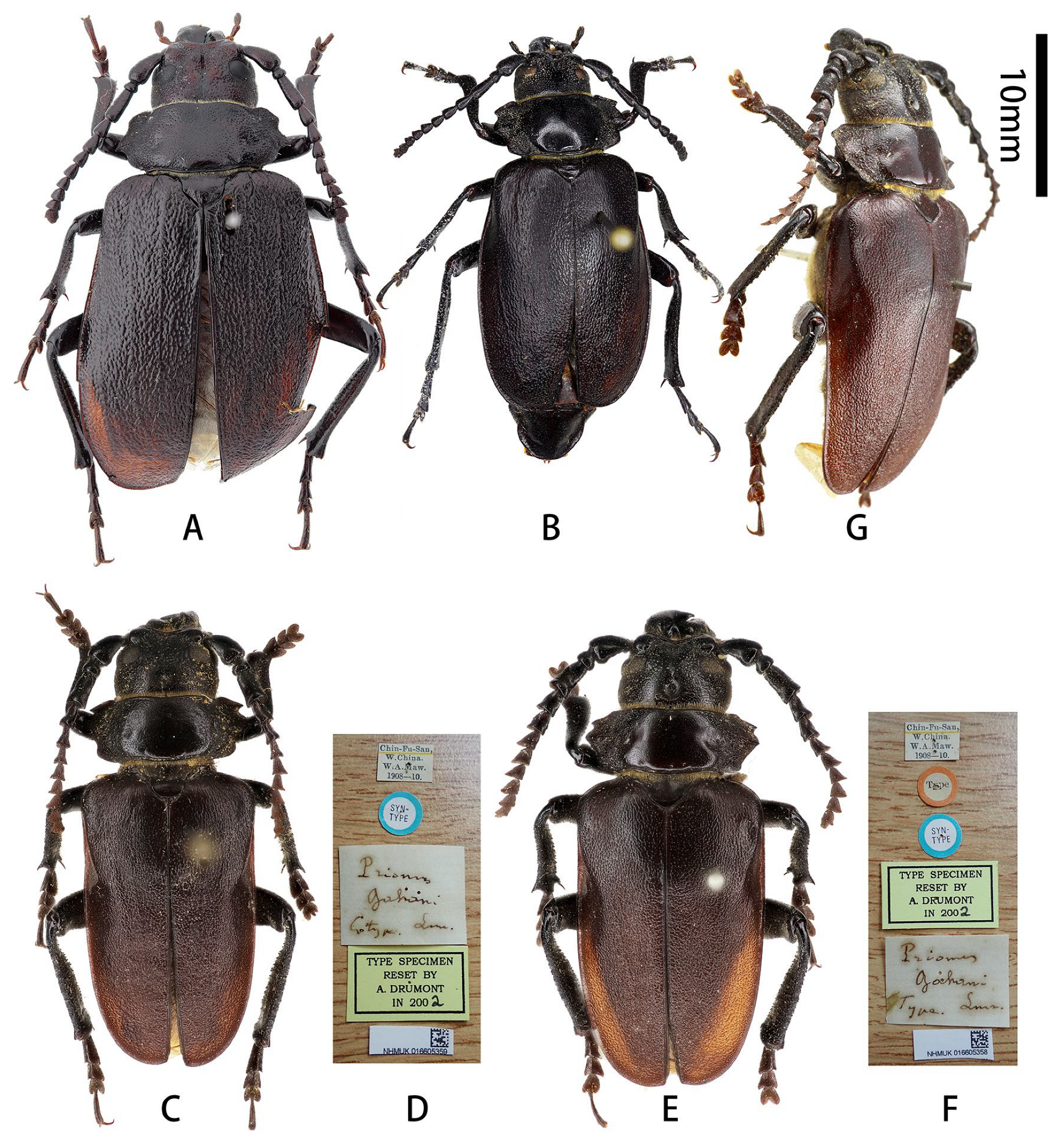 A Revision of the Prionus gahani Species Group (Coleoptera ...