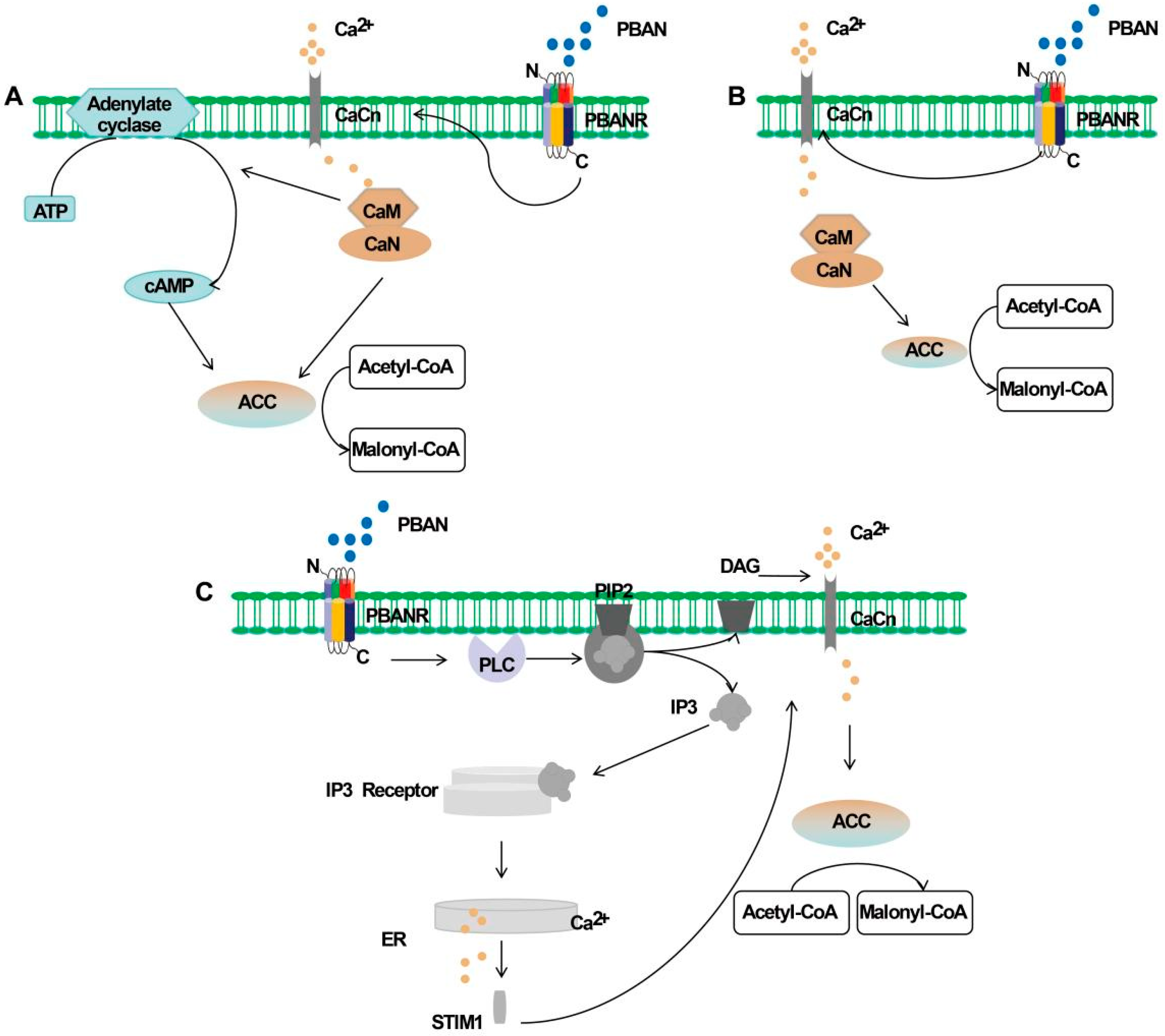 Research Advances in Pheromone Biosynthesis Regulation via the PBAN ...