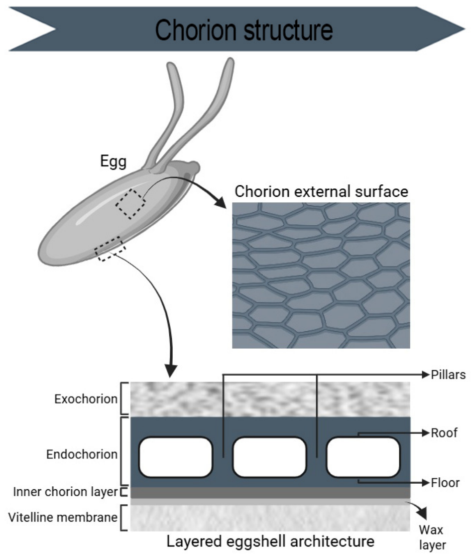 From Follicle Cell Differentiation and Structure to Chorion Biogenesis ...
