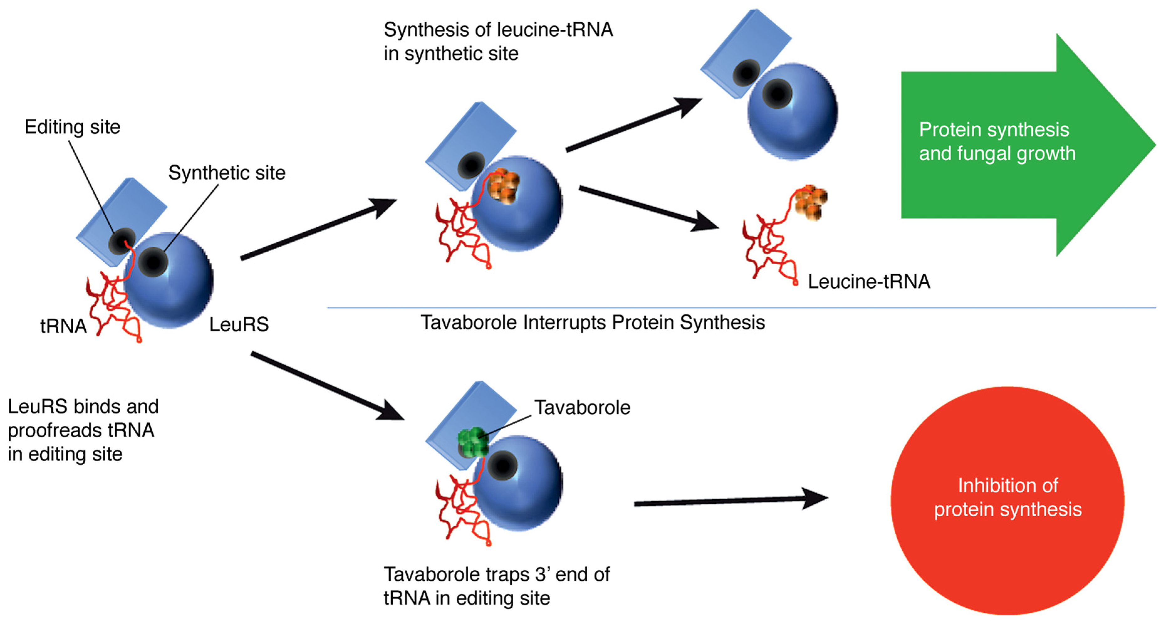 Examining the Benefits of the Boron-Based Mechanism of Action and ...