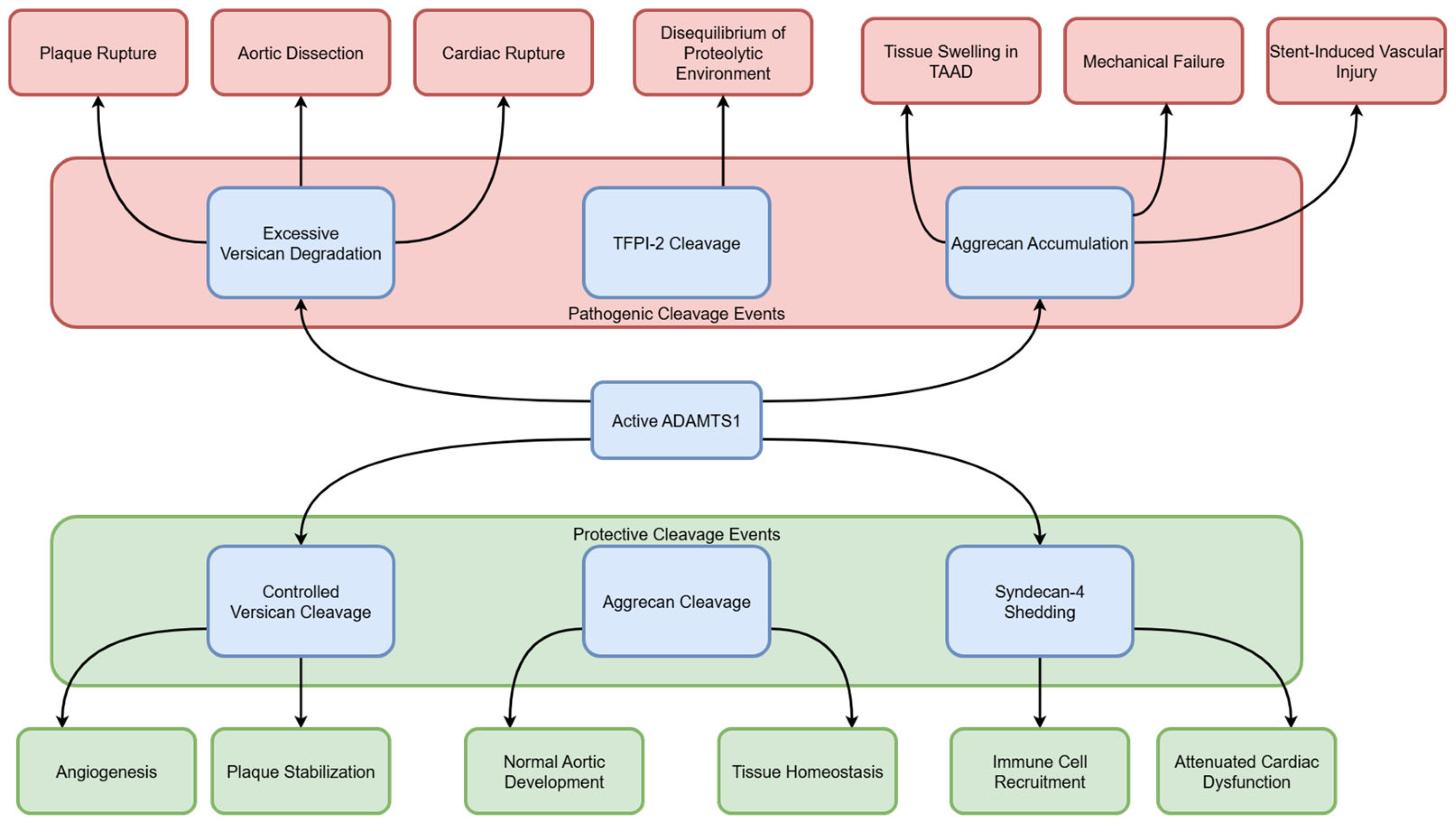 The Dual Role of ADAMTS1 in Cardiovascular Remodeling: Balancing ...