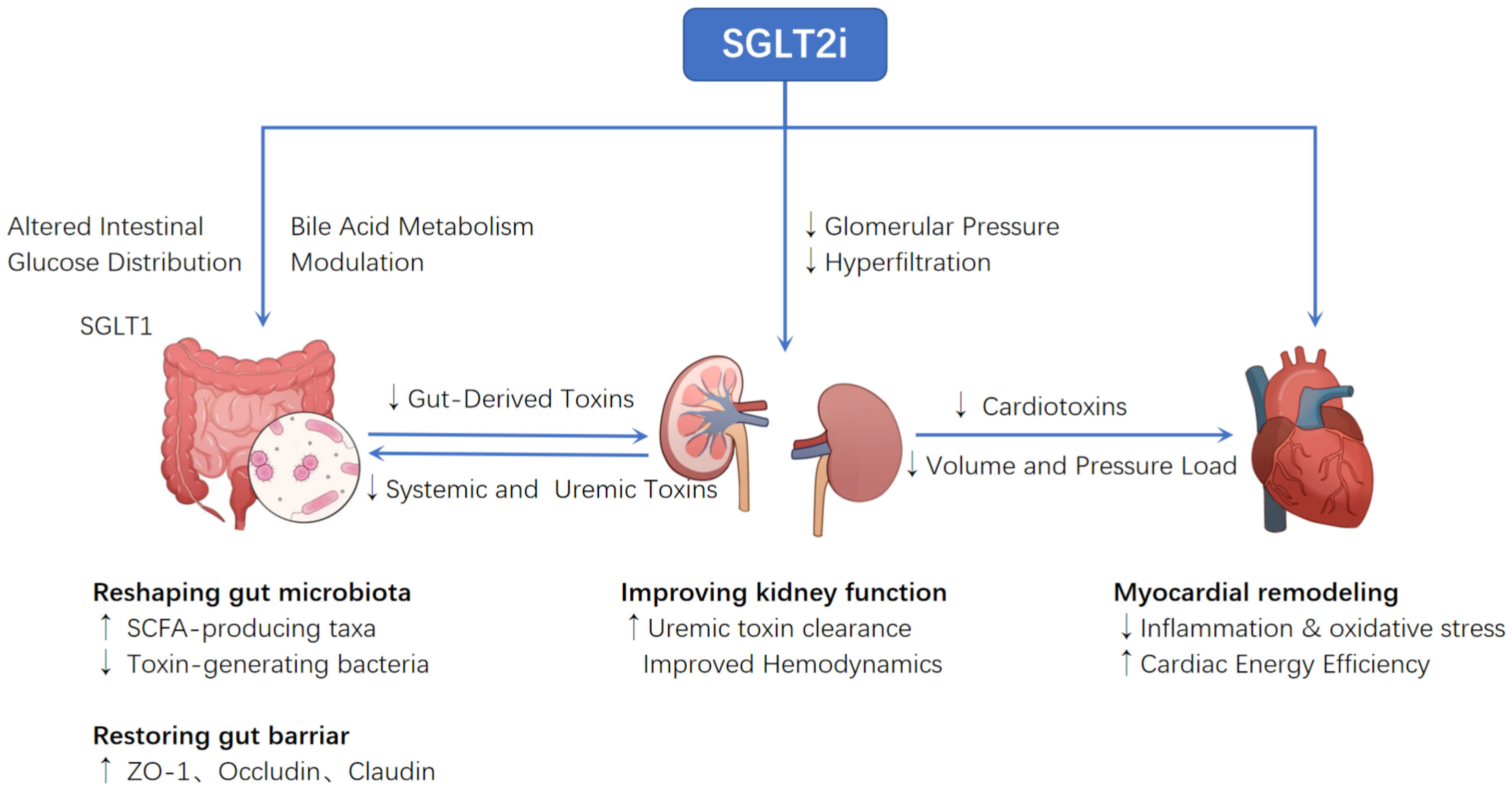 SGLT2 Inhibitors Confer Cardiovascular Protection via the Gut-Kidney ...