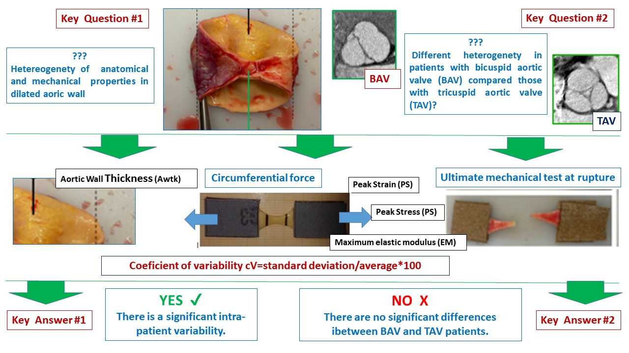 Intra-Patient Heterogeneity of Mechanical and Anatomical Properties in ...