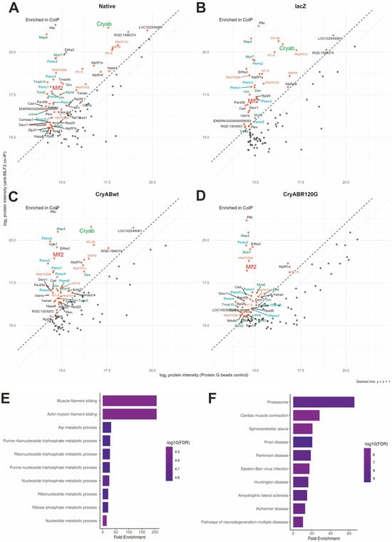 First Glance at Myeloid Leukaemia Factor 2 in Cardiomyocytes