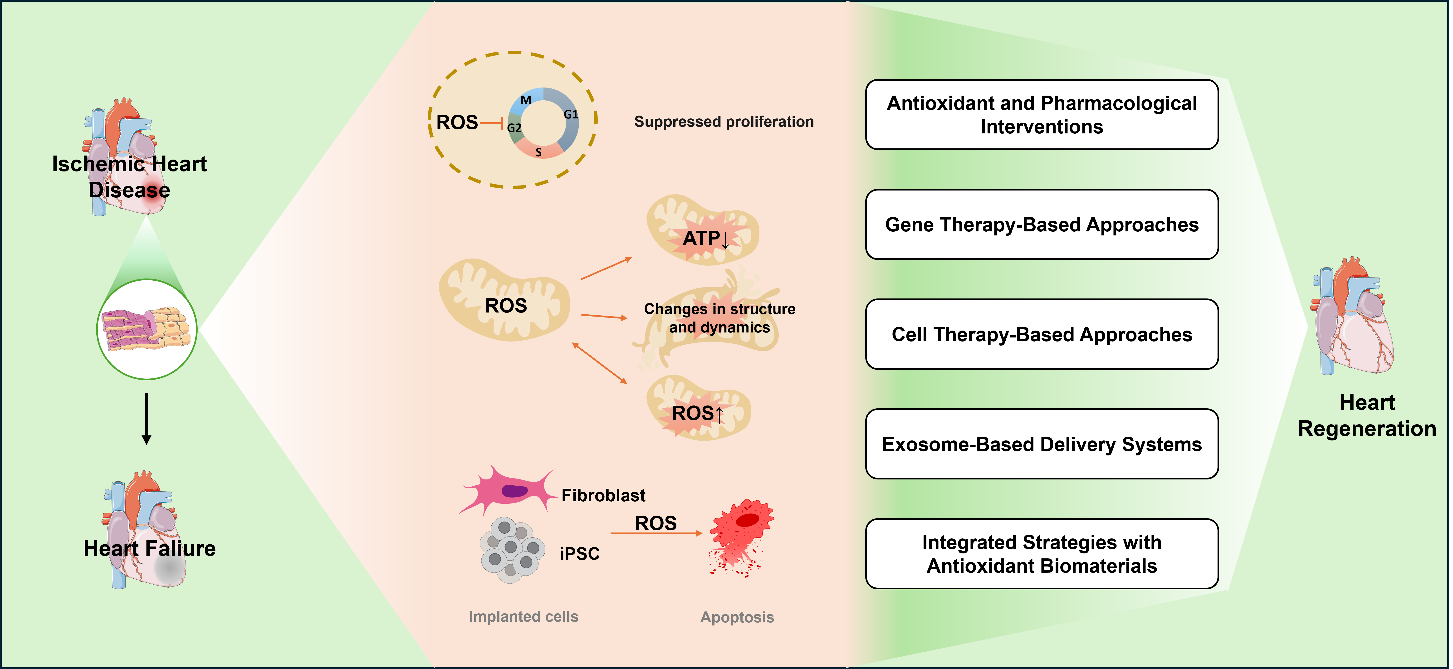 ROS-Mediated Cardiomyocyte Proliferation and Myocardial Regeneration ...