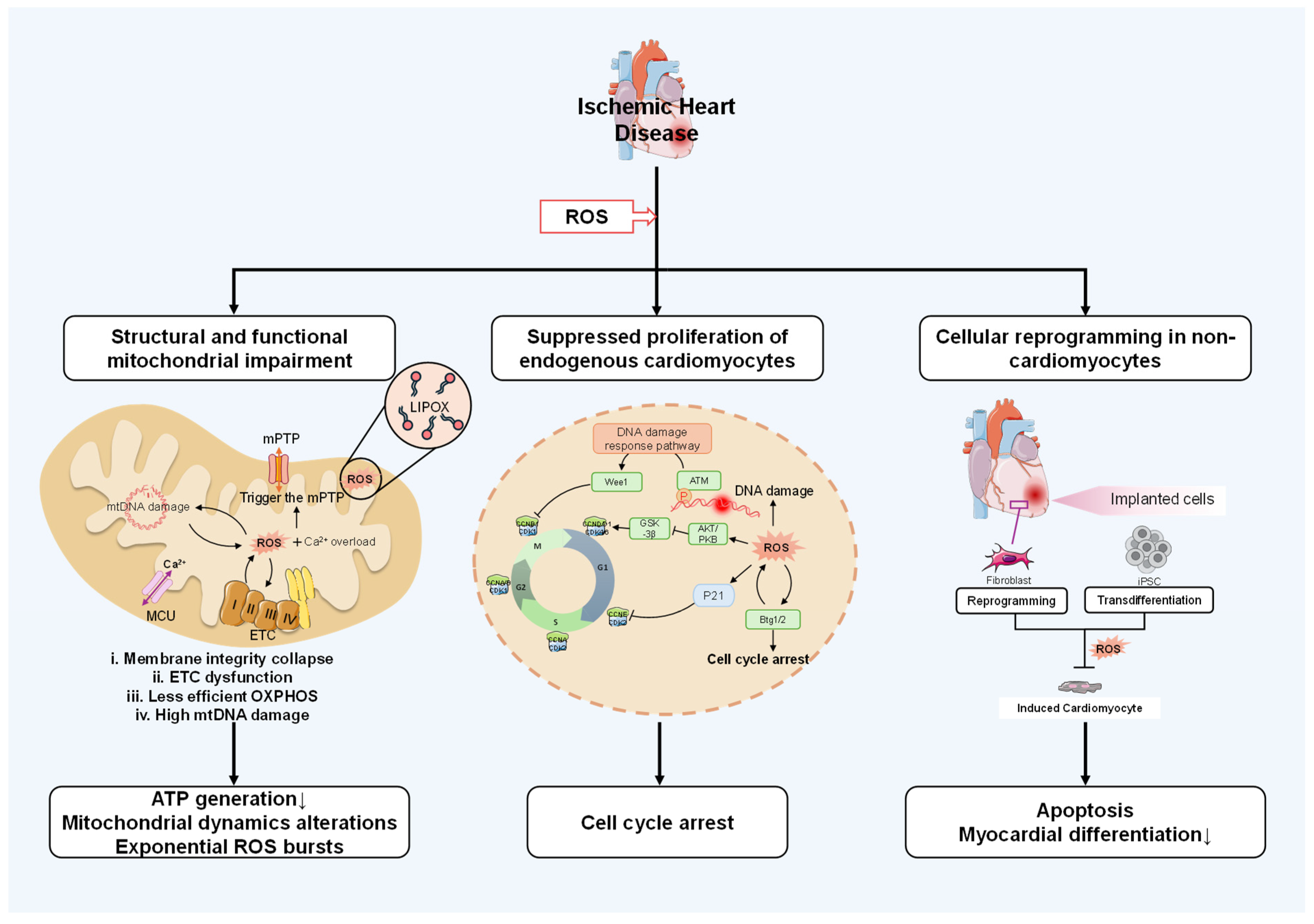 ROS-Mediated Cardiomyocyte Proliferation and Myocardial Regeneration ...