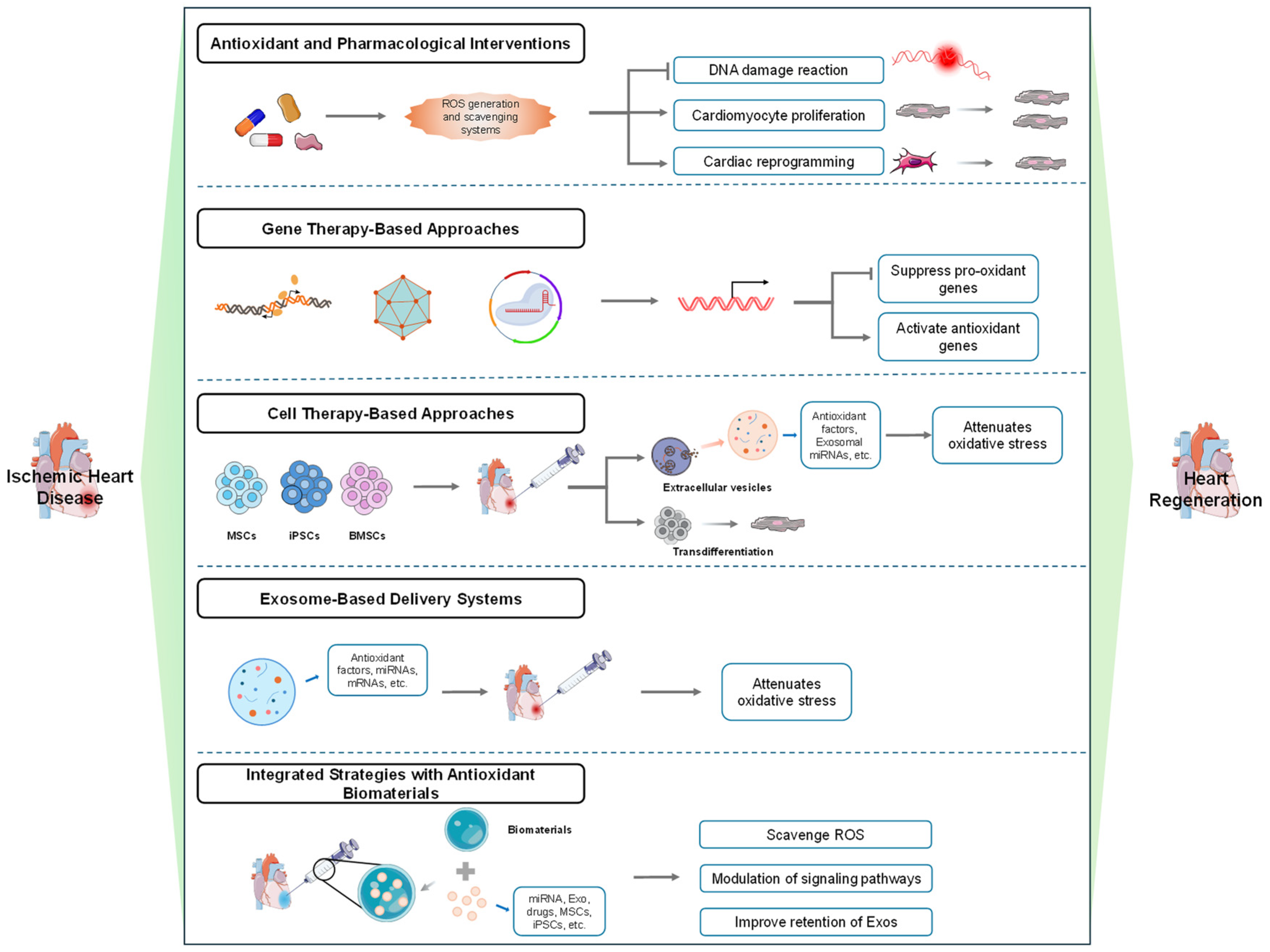 ROS-Mediated Cardiomyocyte Proliferation and Myocardial Regeneration ...