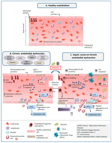 Frontiers Endothelial Dysfunction And Immunothrombosis In 50 Off