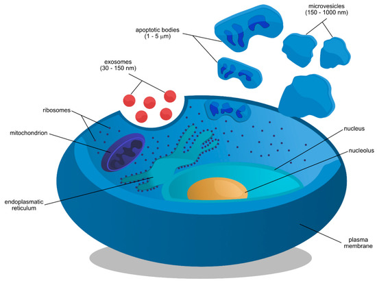Inclusion Biogenesis, Methods of Isolation and Clinical Application of ...