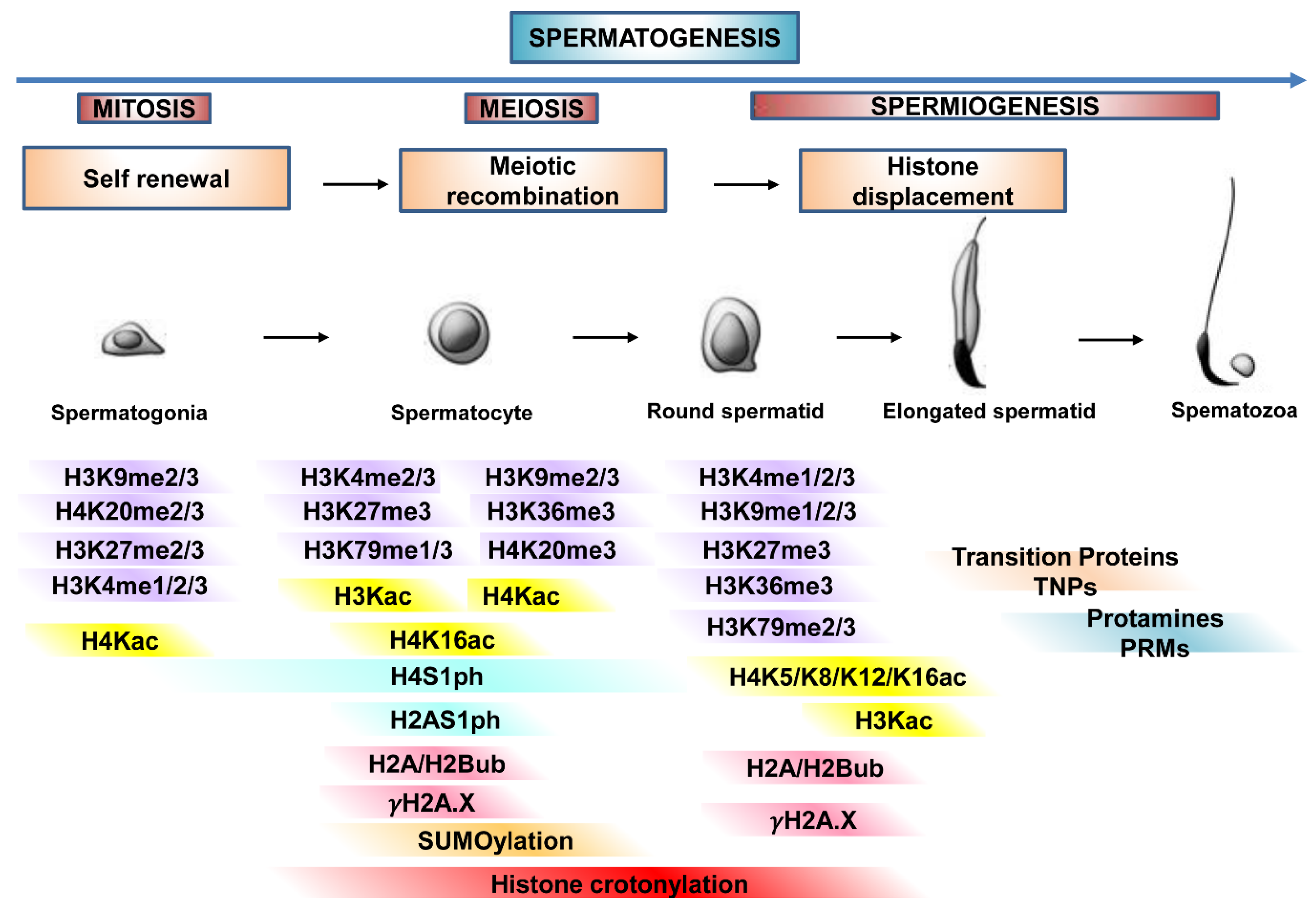 Spermatogenesis Adalah Spermatogenesis Adalah