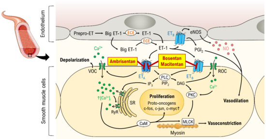 JCM | Free Full-Text | Endothelin Receptor Antagonists: Status Quo and ...