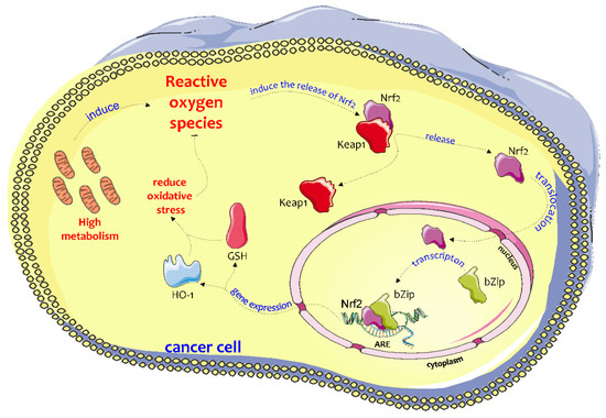 Heme Oxygenase-1 in Central Nervous System Malignancies