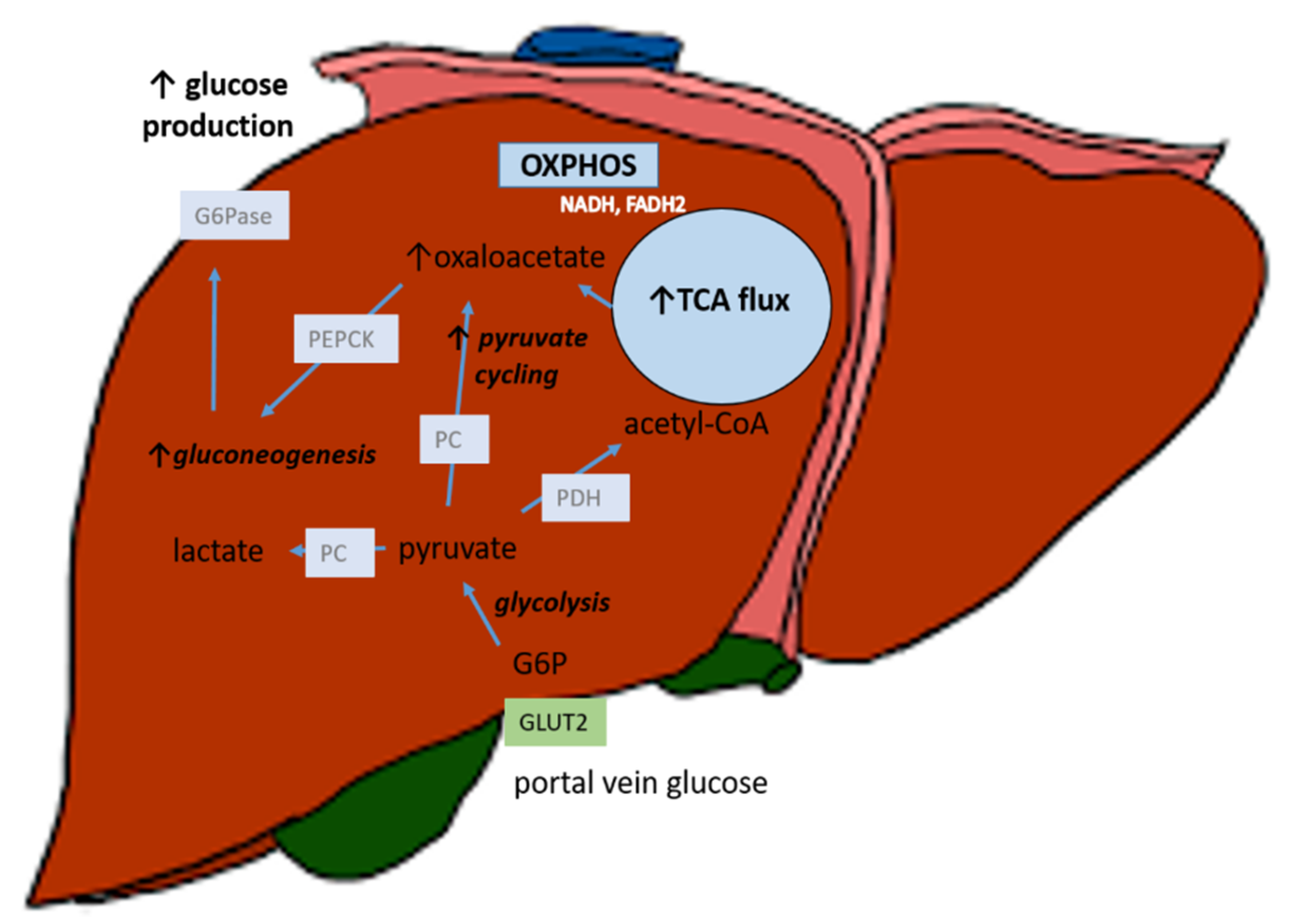 JCM Free Full Text The Role Of Hepatic Fat Accumulation In Glucose JCM Free Full Text The Role Of Hepatic Fat Accumulation In Glucose