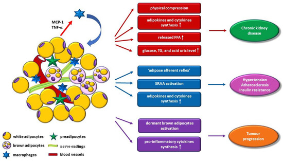 Perirenal Adipose Tissue—Current Knowledge and Future Opportunities