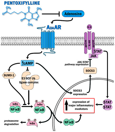 Pentoxifylline as a Potential Adjuvant Therapy for COVID-19: Impeding ...