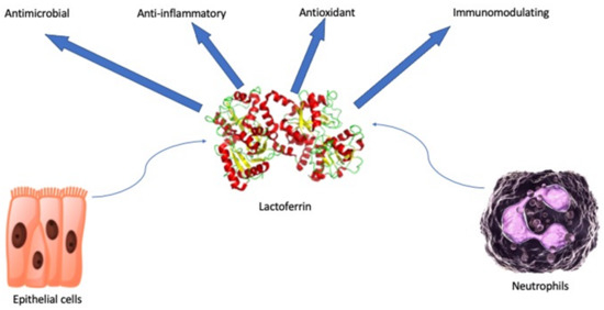 Lactoferrin: Cytokine Modulation and Application in Clinical Practice