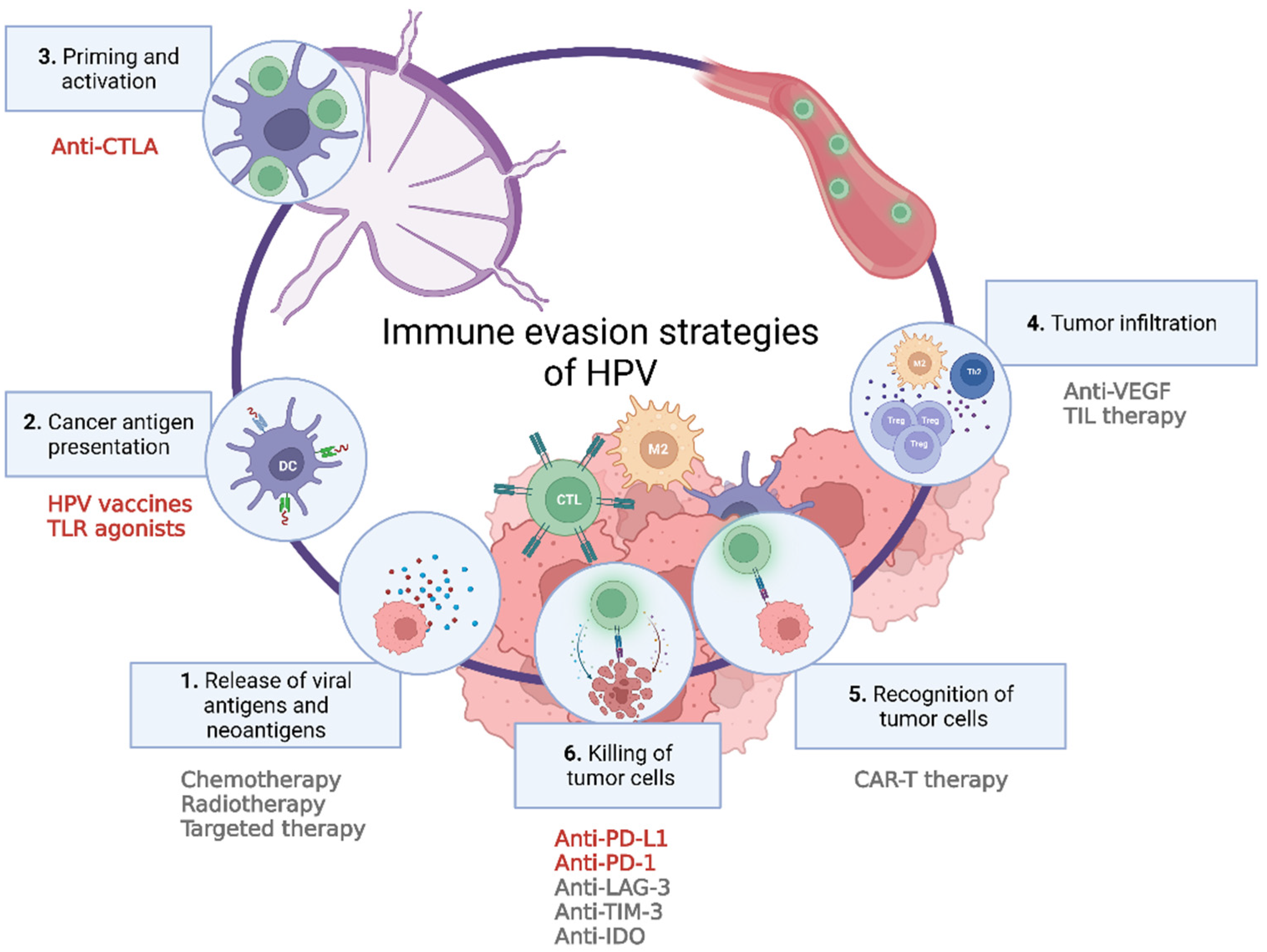 JCM Free Full Text Immunotherapeutic Approaches For The Treatment JCM Free Full Text Immunotherapeutic Approaches For The Treatment