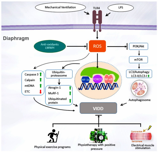 Prolonged Mechanical Ventilation: Outcomes and Management